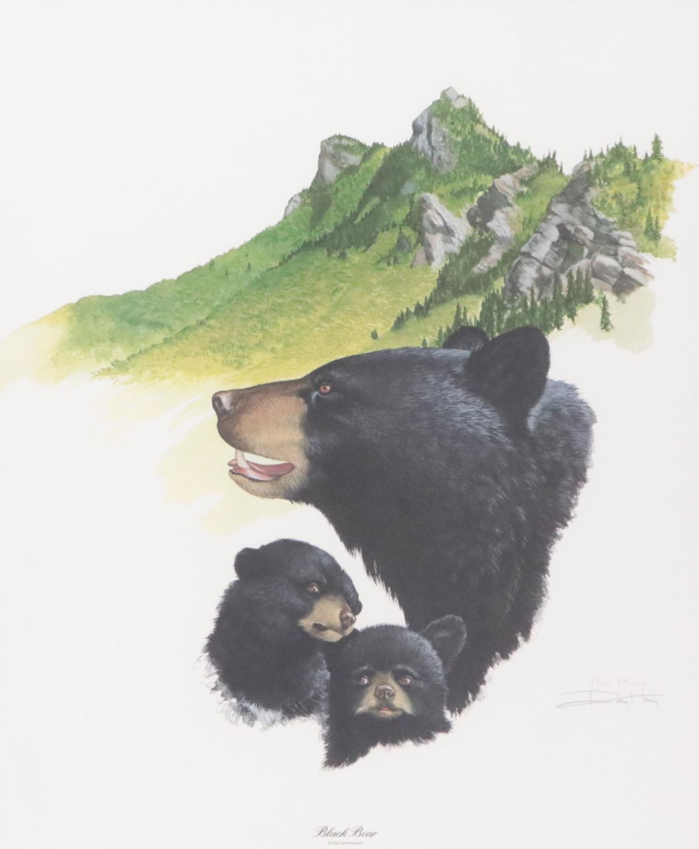 Ray Harm Offset Print "Black Bear" | EBTH