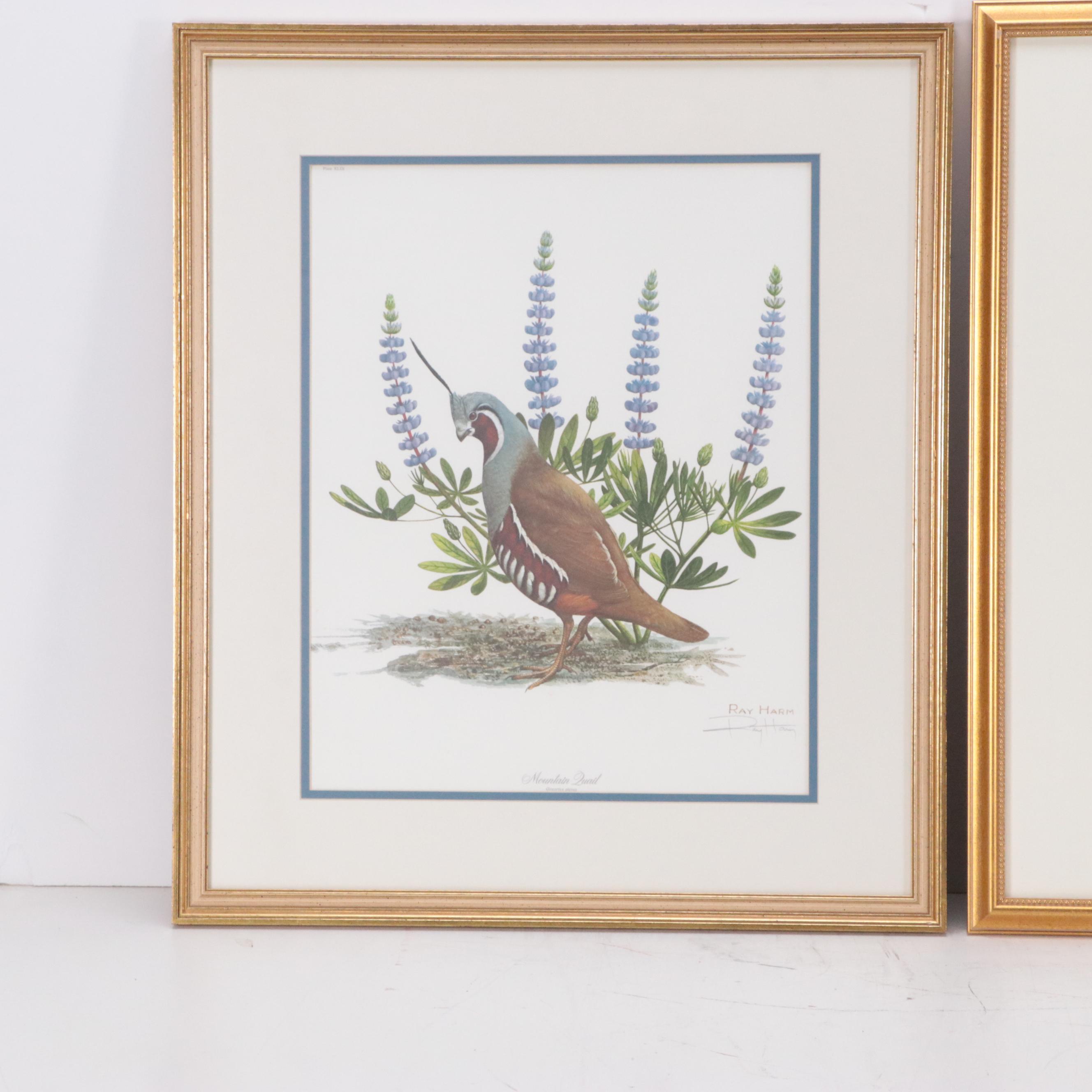 Ray Harm Offset Prints of Birds | EBTH