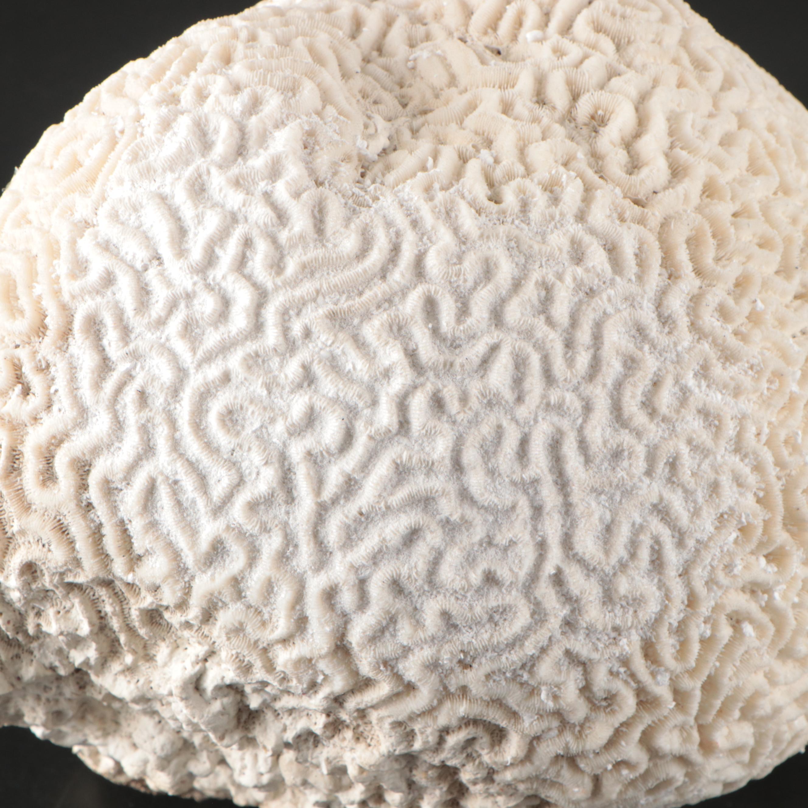 Fossilized Brain Coral Specimen | Everything But The House