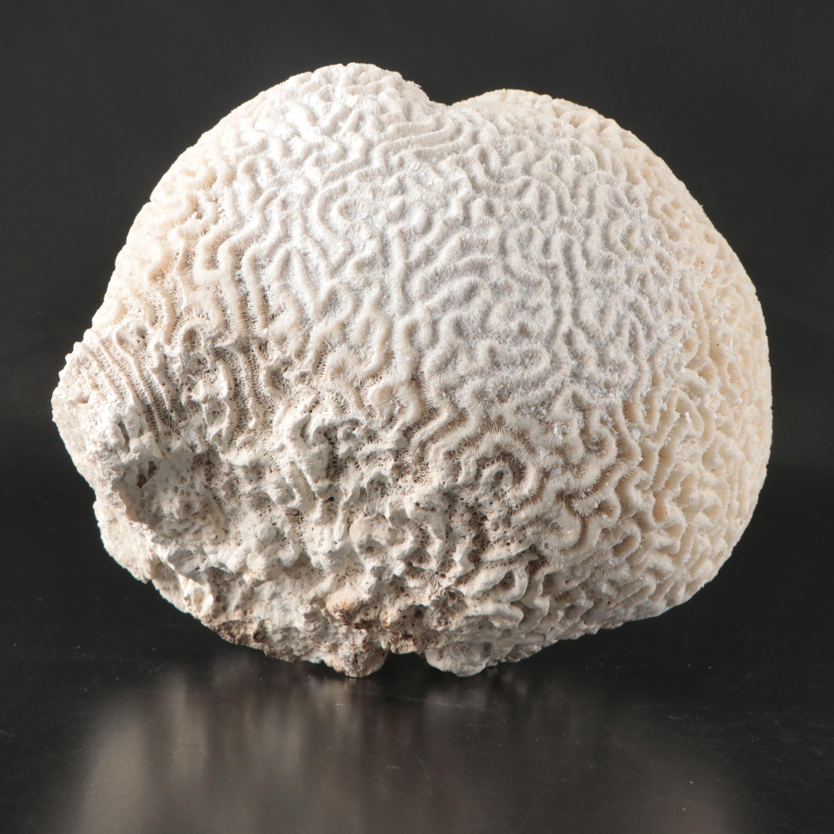 Fossilized Brain Coral Specimen | Everything But The House