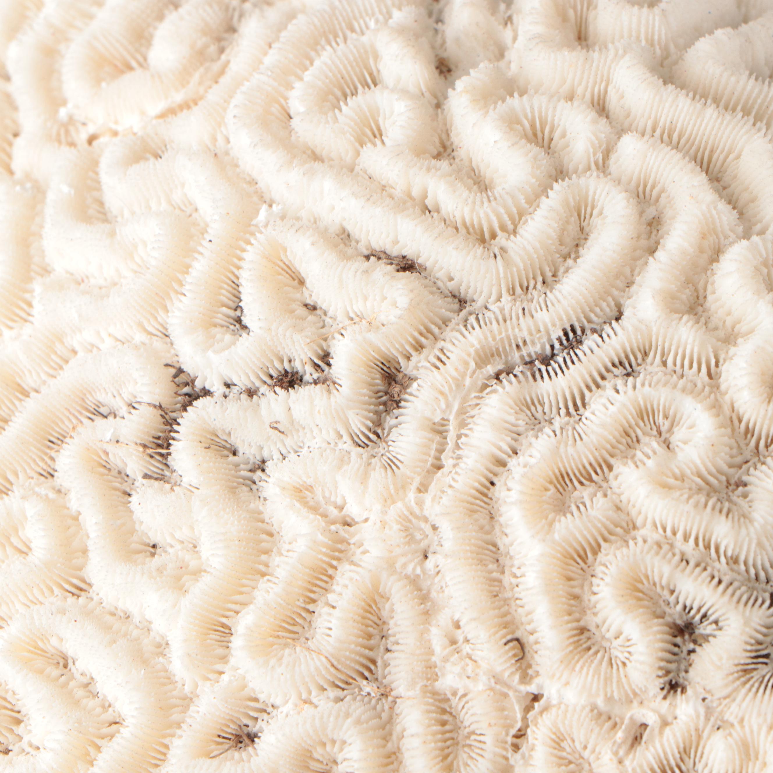 Fossilized Brain Coral Specimen | Everything But The House