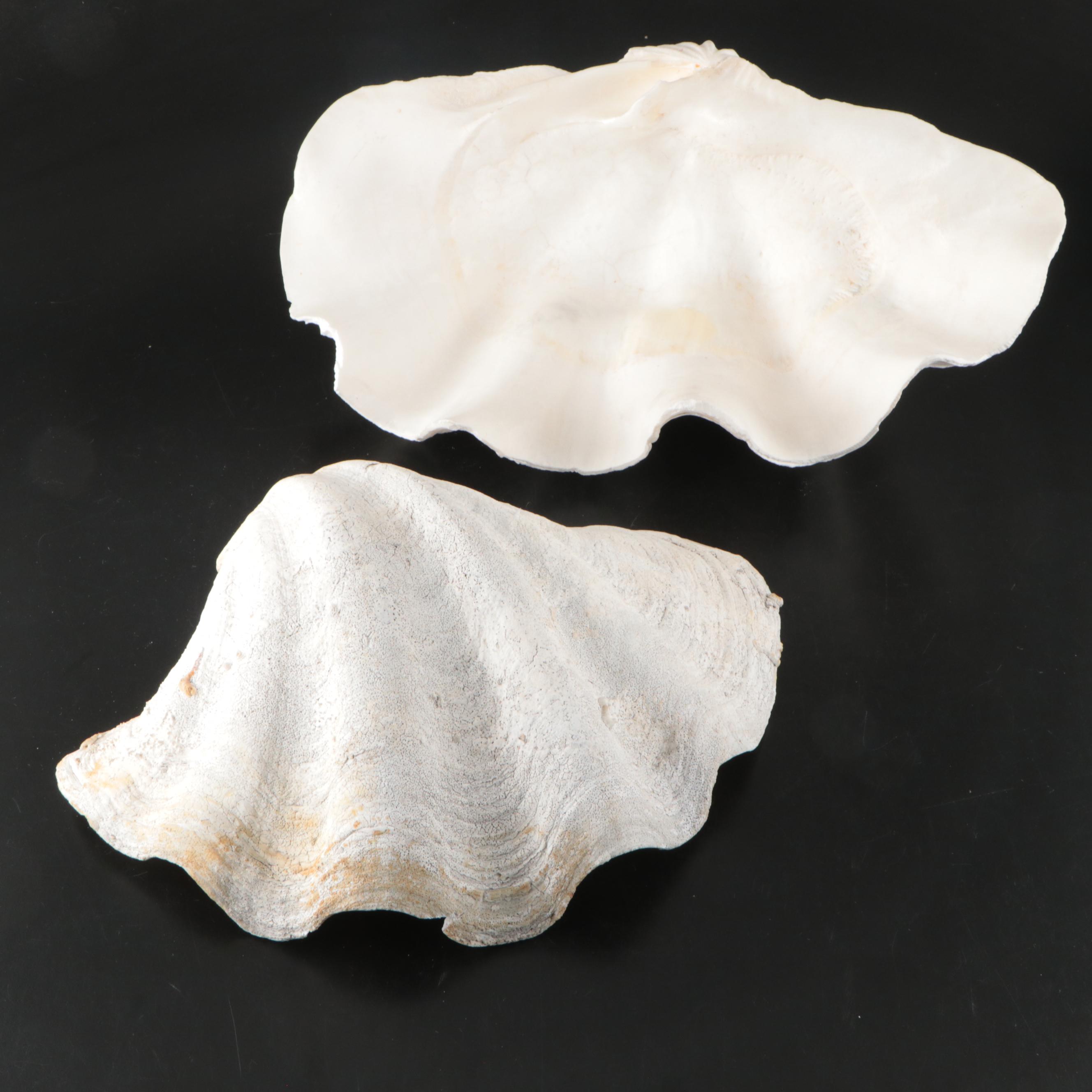 Natural Giant Clam Shell Halves | EBTH