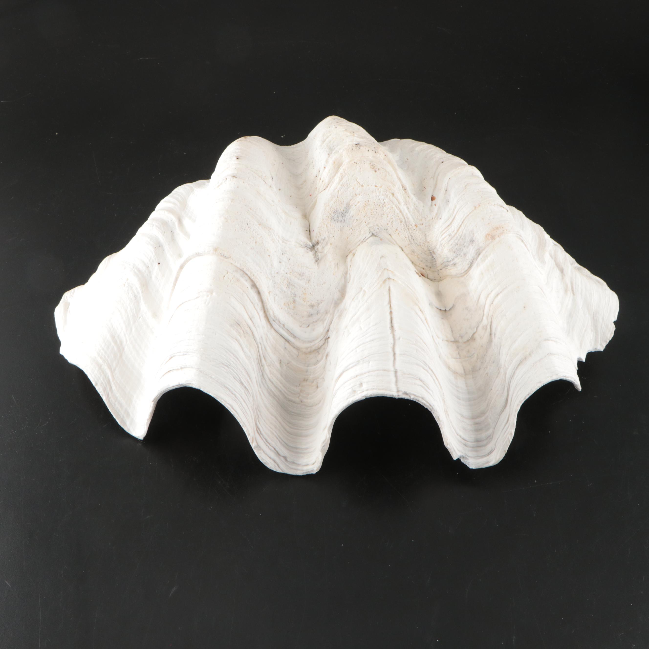 Natural Giant Clam Shell Halves | EBTH
