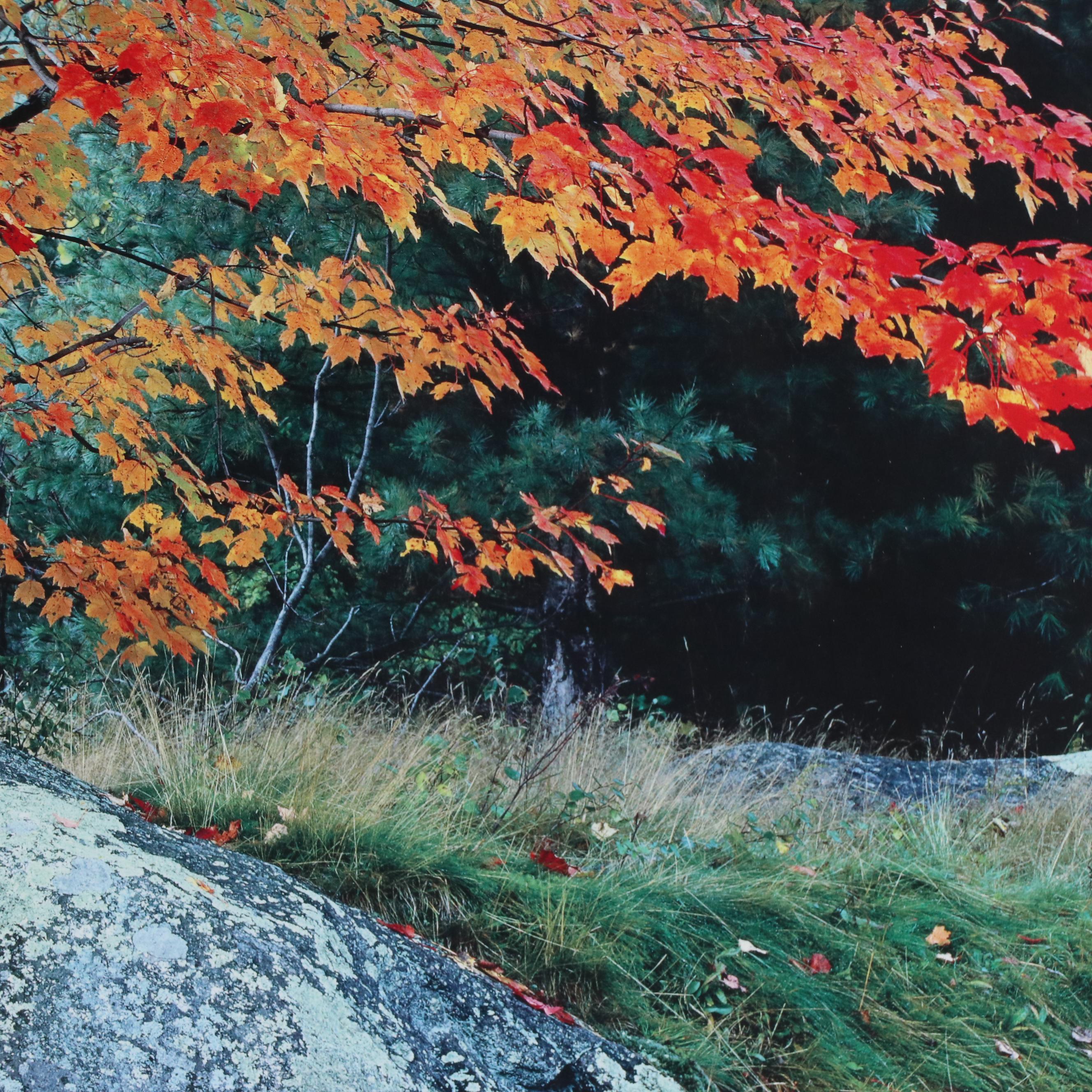 Offset Lithograph After Christopher Burk "Wild Red Maple and Fog, New ...