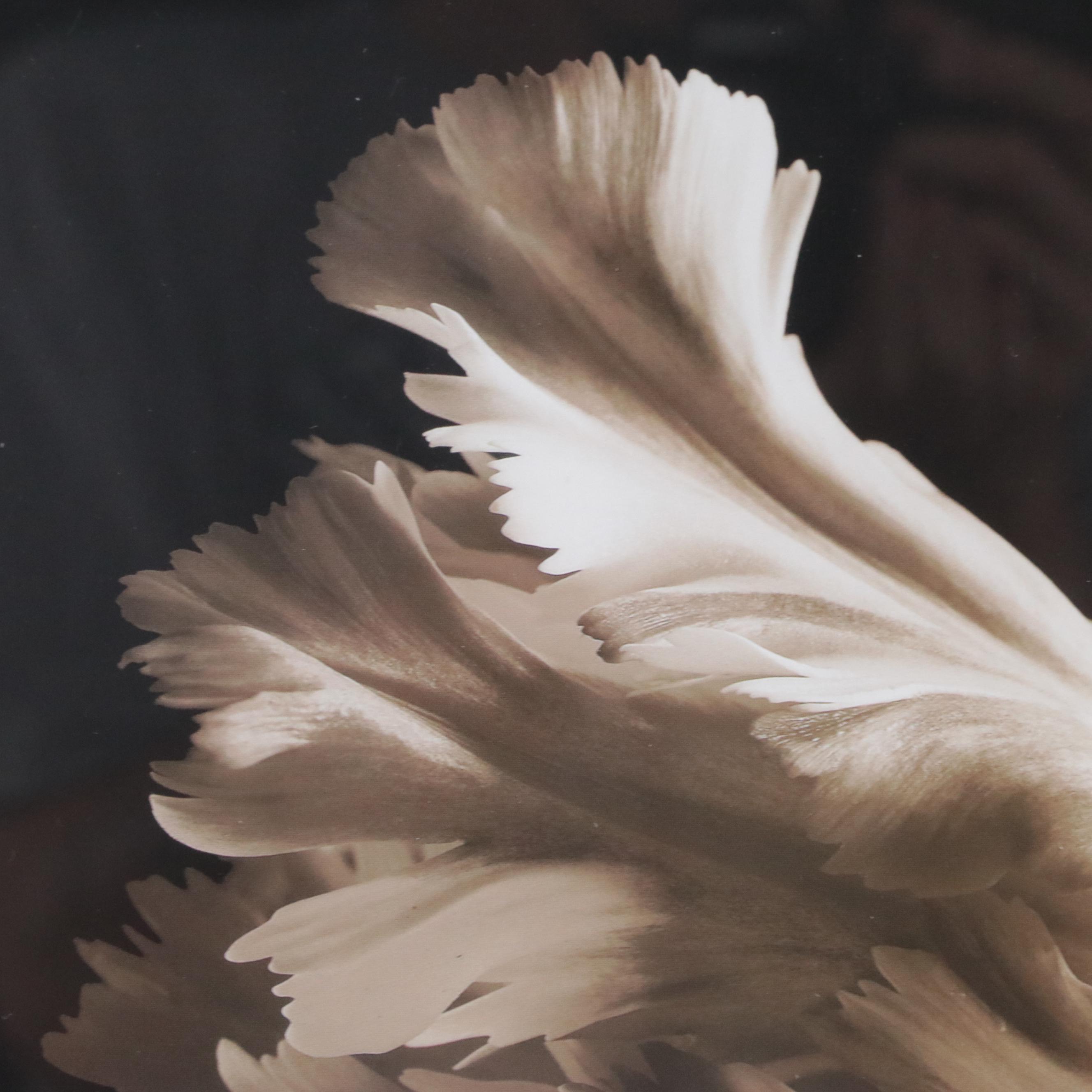 Botanical Offset Lithograph After Michael Harrison "Tulip," 21st ...