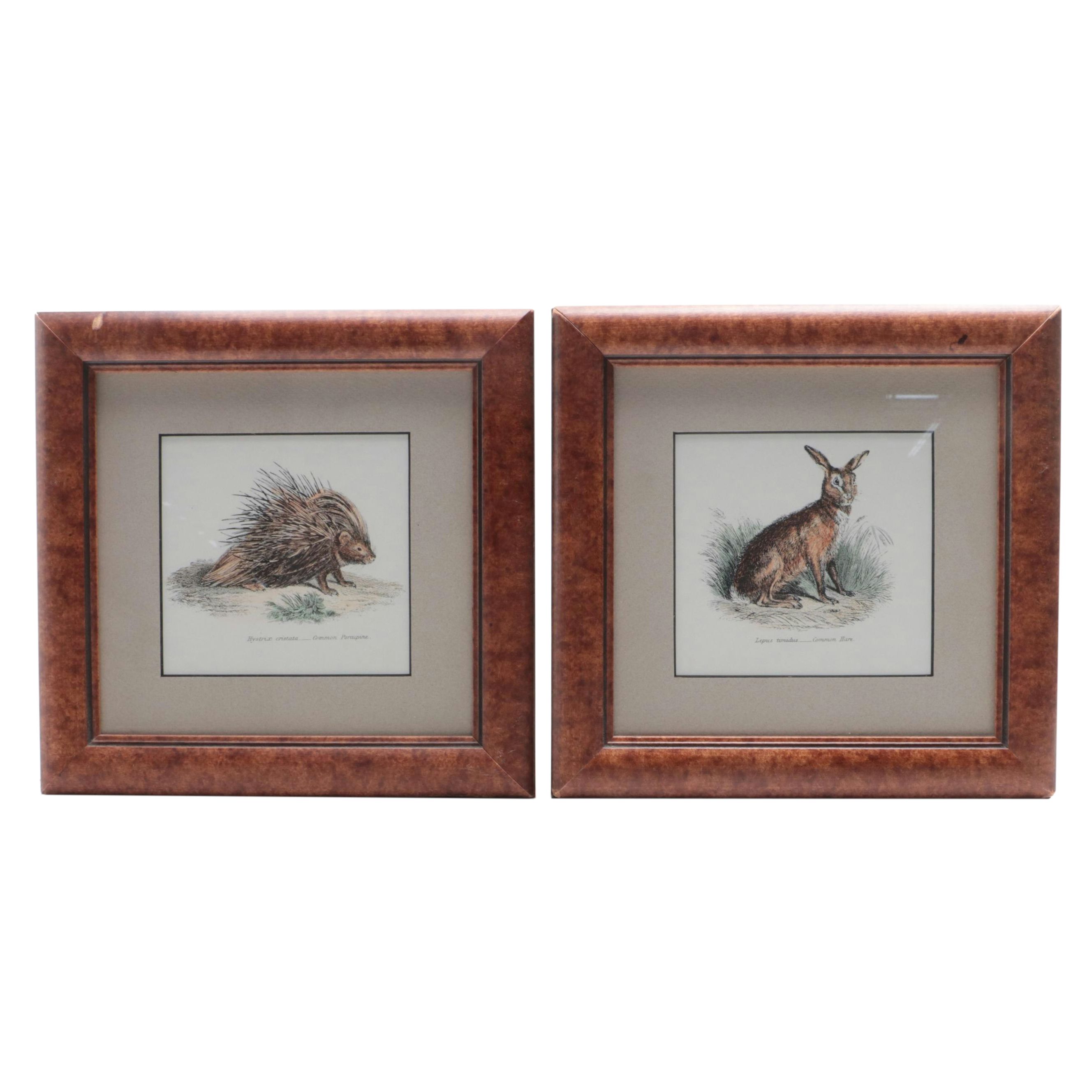 Hand-Colored Animal Lithographs | Everything But The House