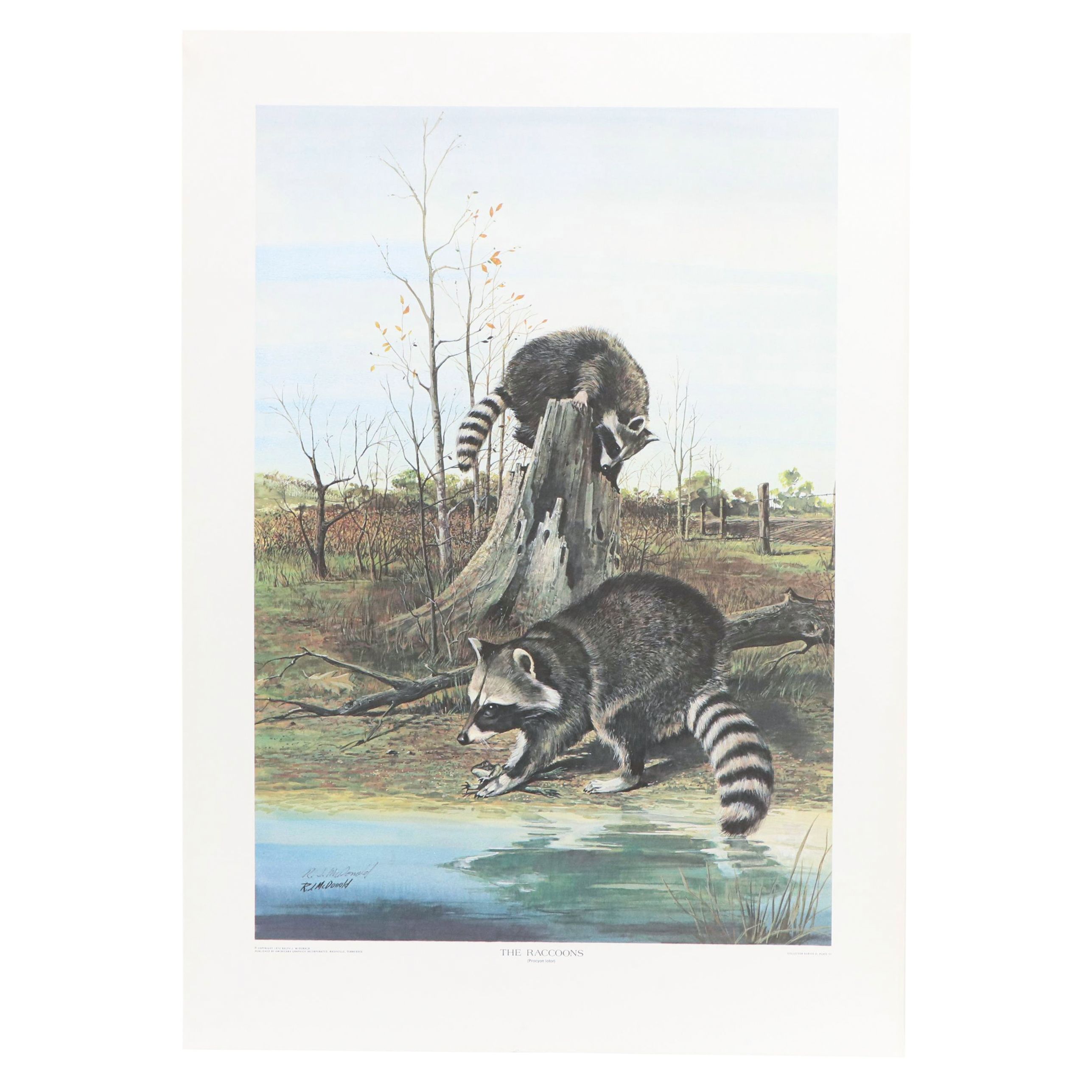 Ralph J. McDonald Offset Lithograph "The Raccoons" | EBTH