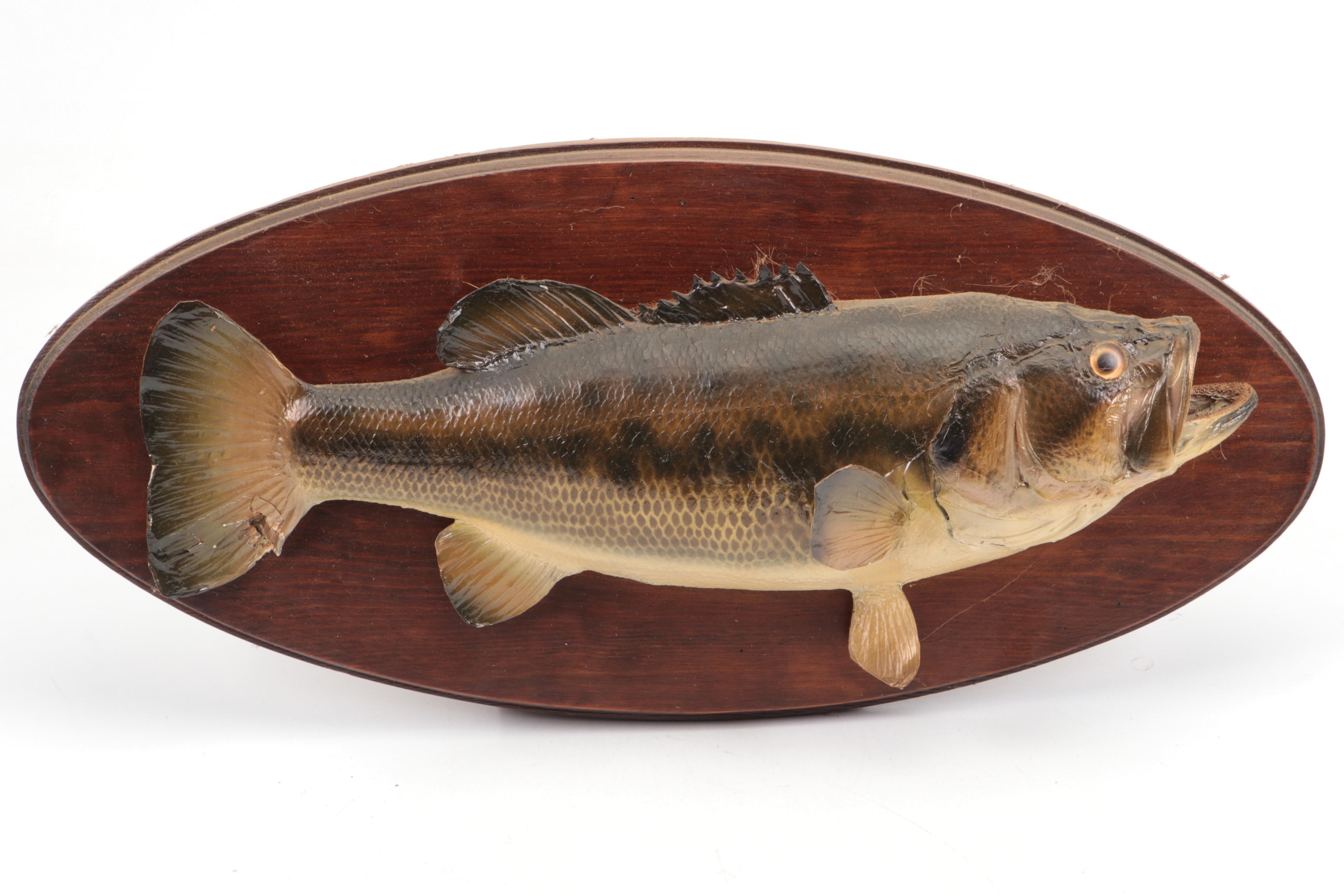 Taxidermy Largemouth Bass Mounted on Oval Wood Wall Plaque | EBTH
