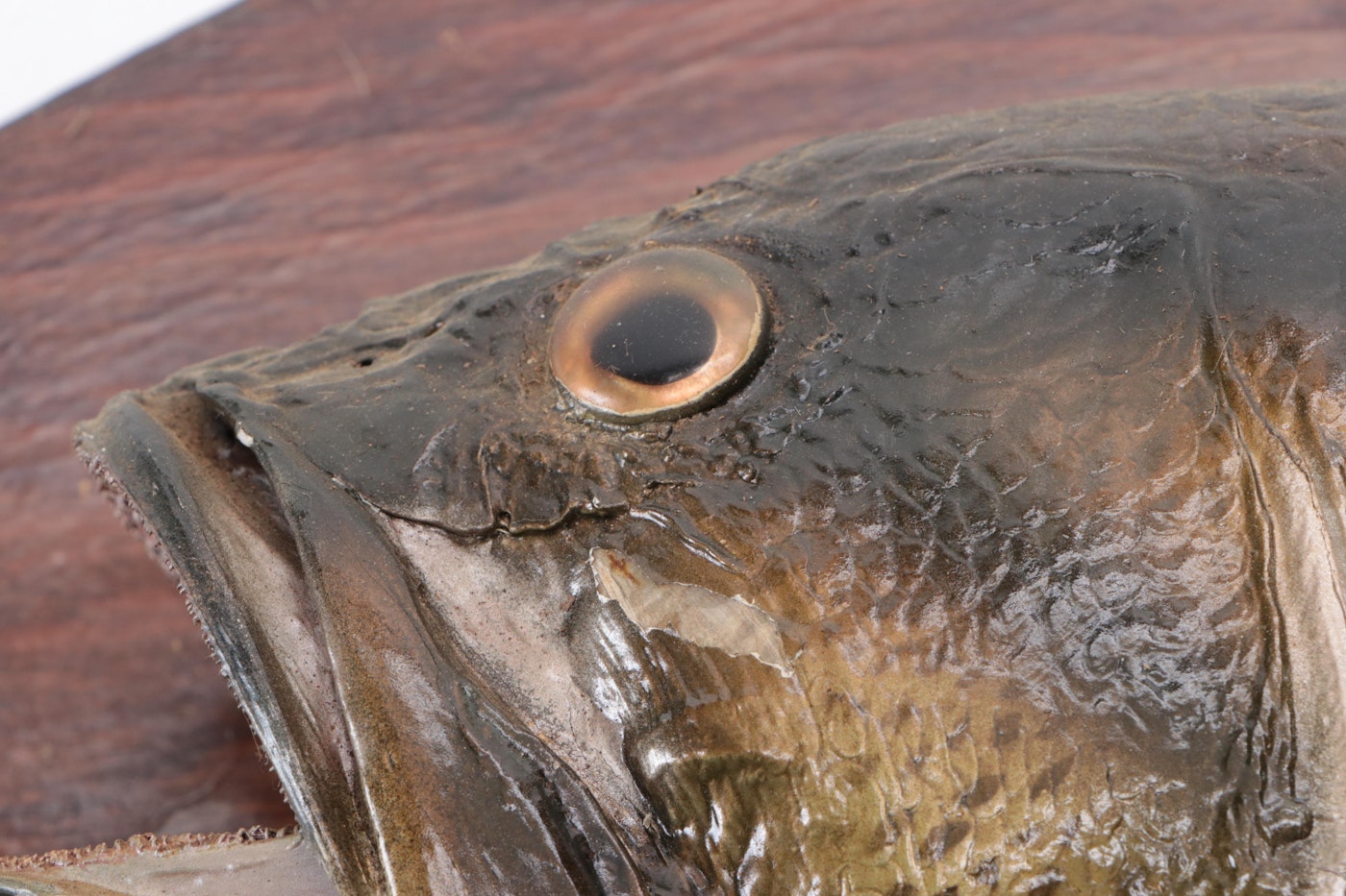 Taxidermy Largemouth Bass Full Body Mount On Wood Plaque Ebth