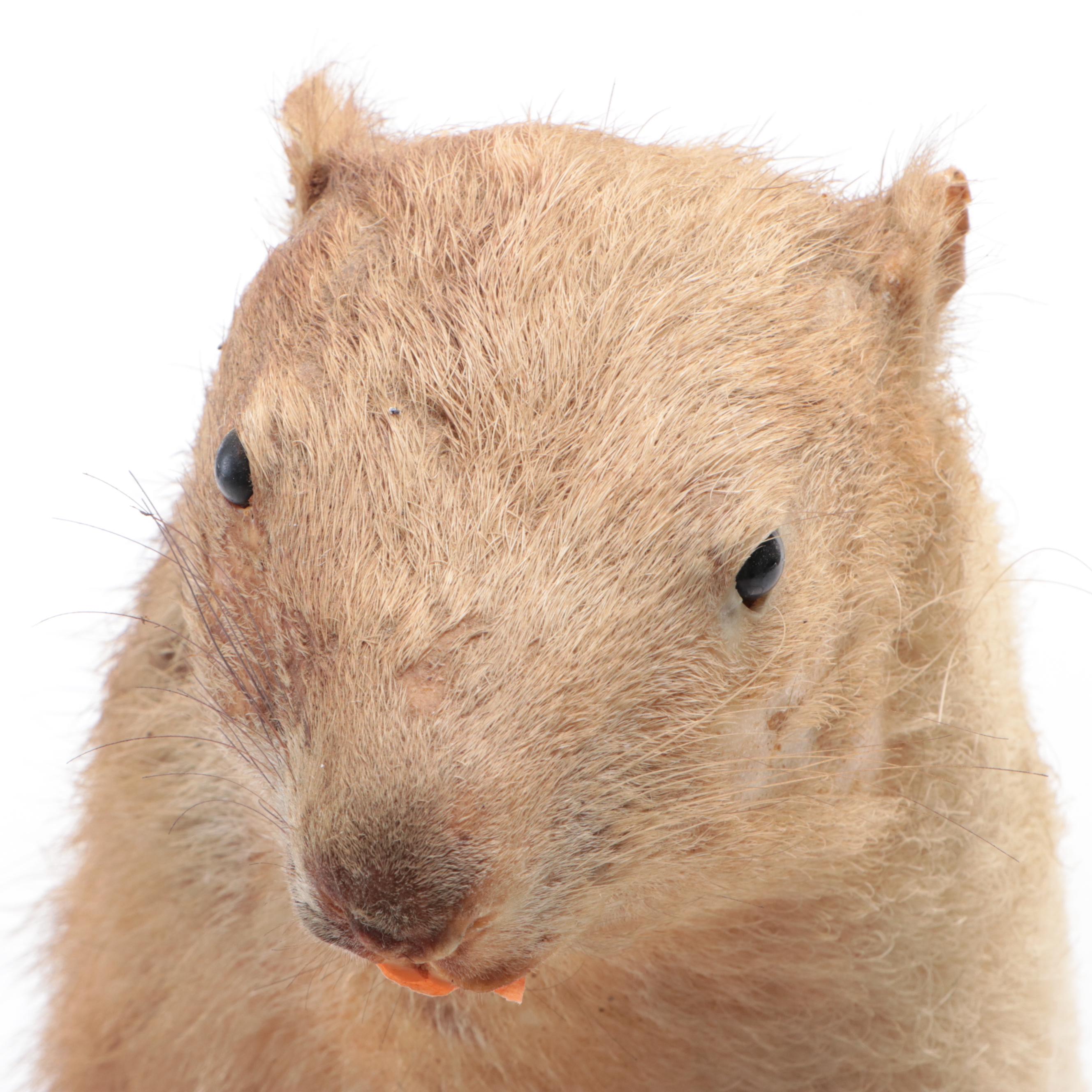 Taxidermy Woodchuck/Groundhog Full Body Mount | Everything But The House