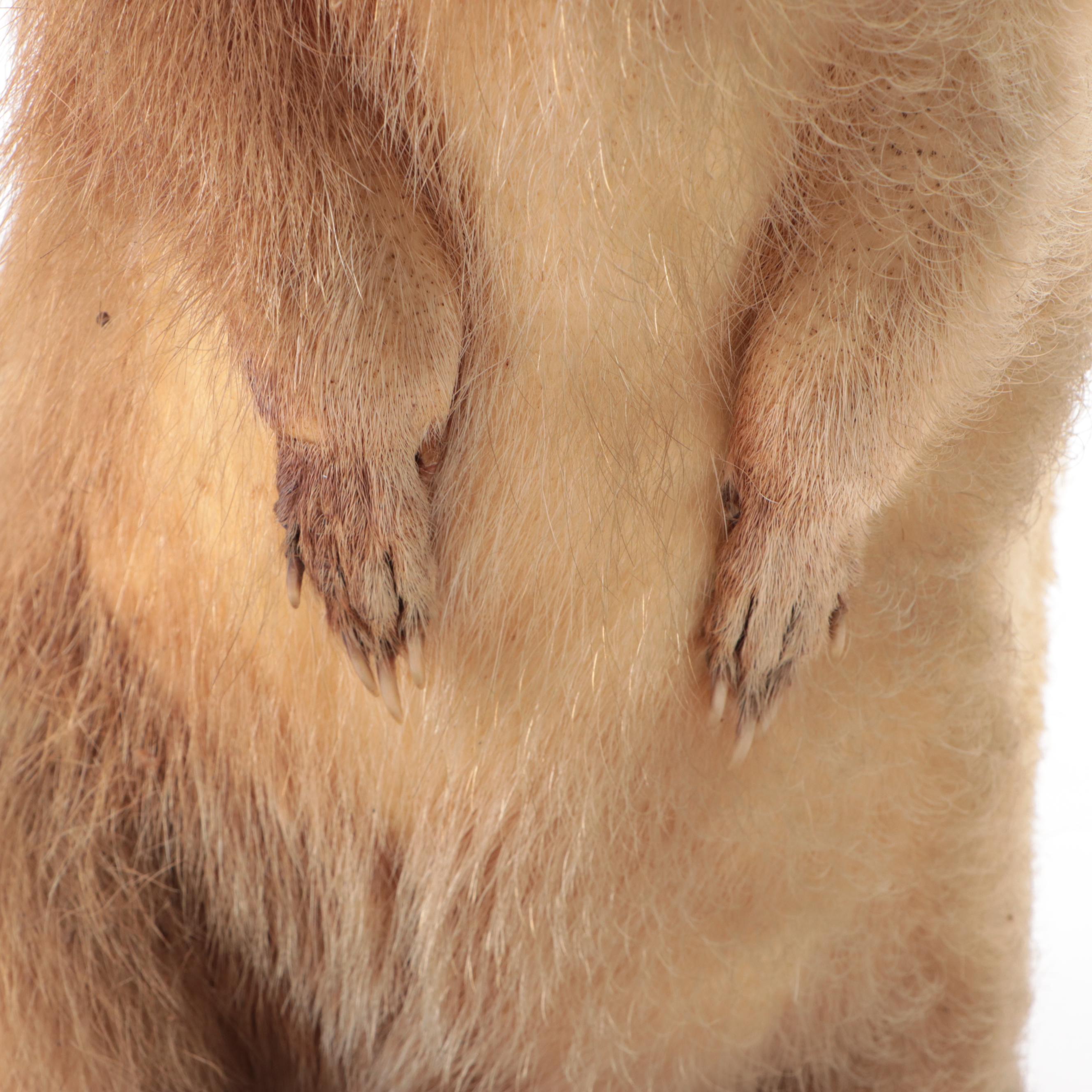 Taxidermy Woodchuck/Groundhog Full Body Mount | Everything But The House