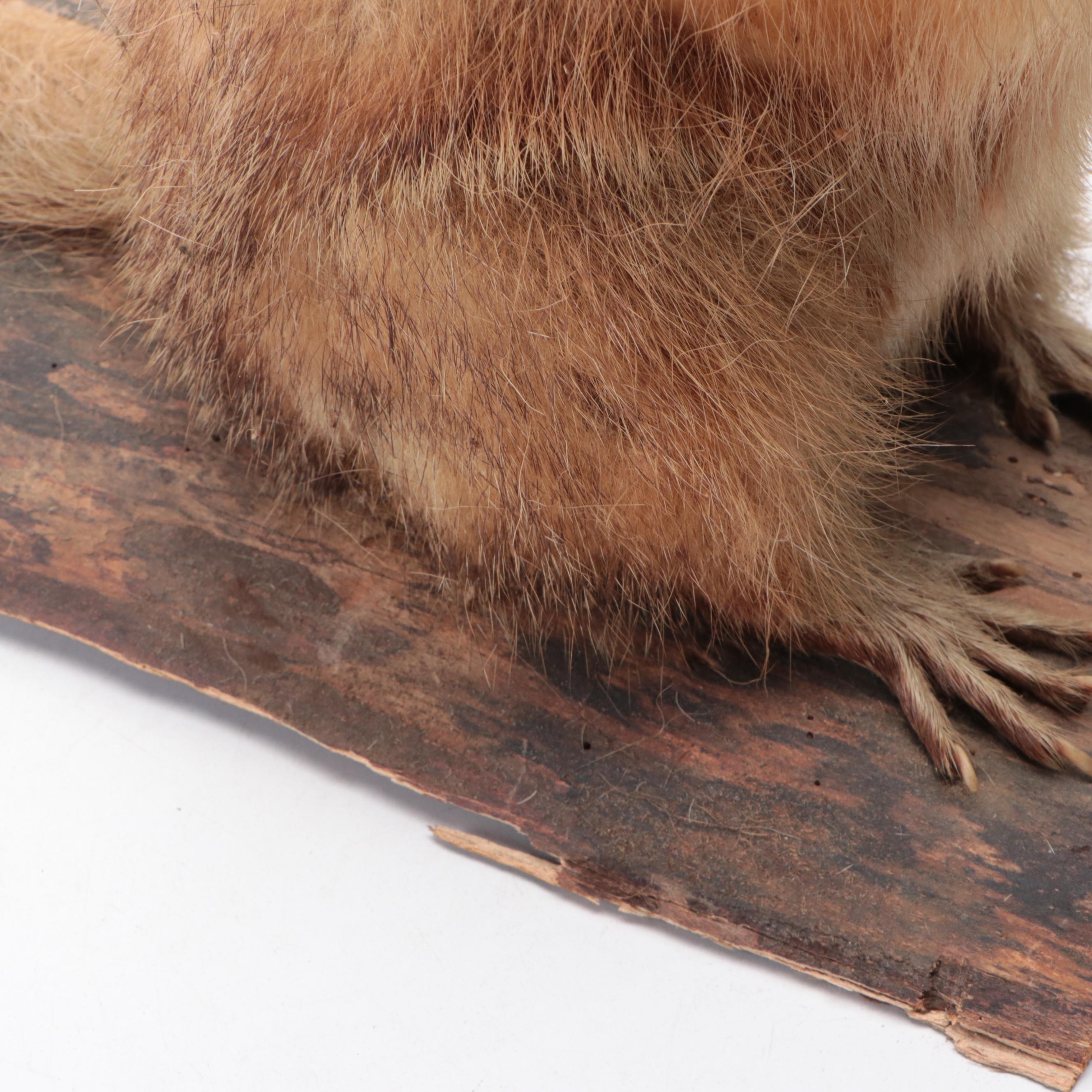 Taxidermy Woodchuck/Groundhog Full Body Mount | Everything But The House