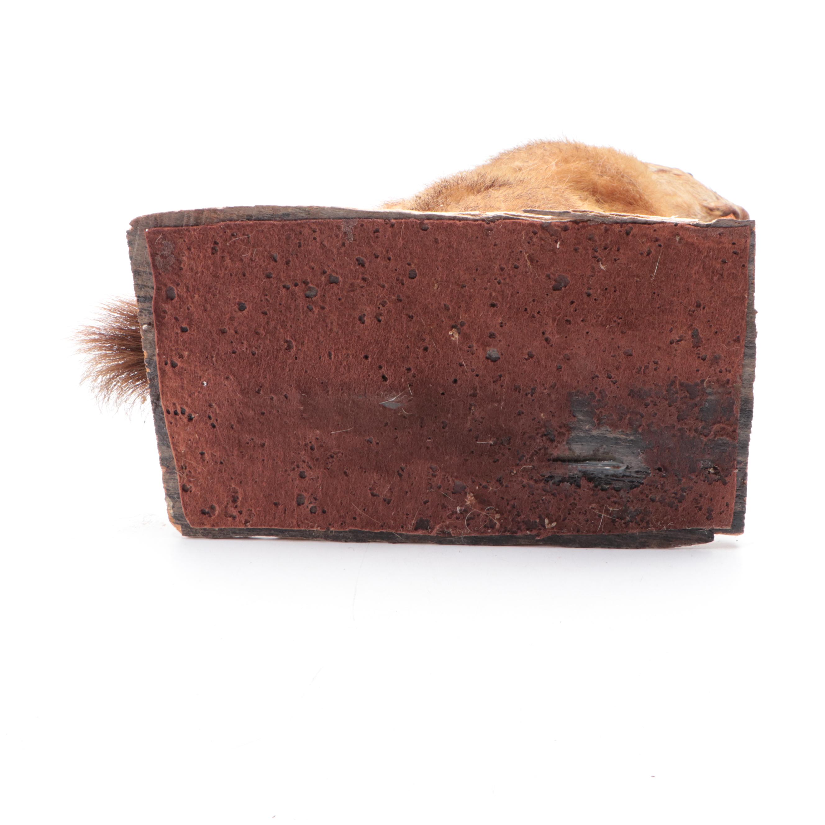 Taxidermy Woodchuck/Groundhog Full Body Mount | EBTH