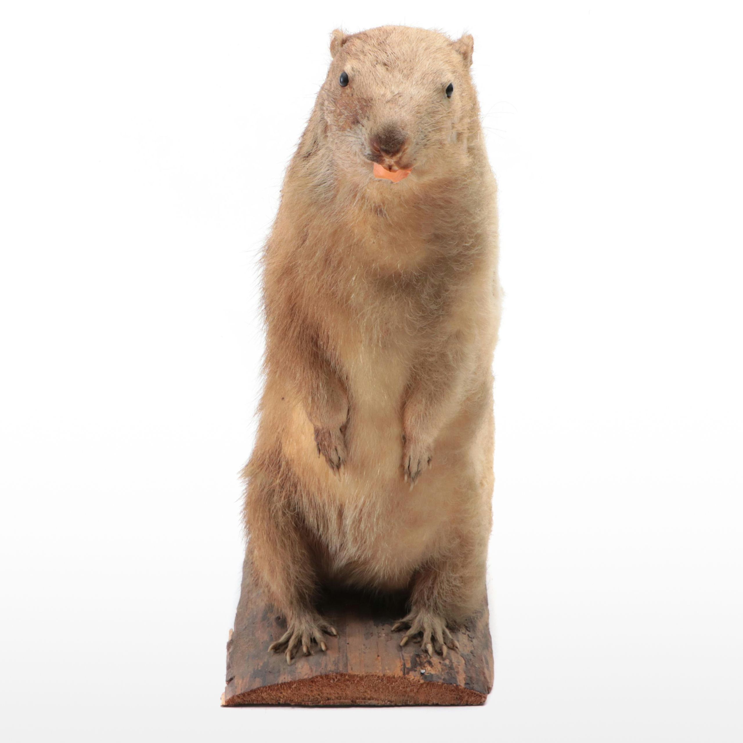 Taxidermy Woodchuck/Groundhog Full Body Mount | Everything But The House