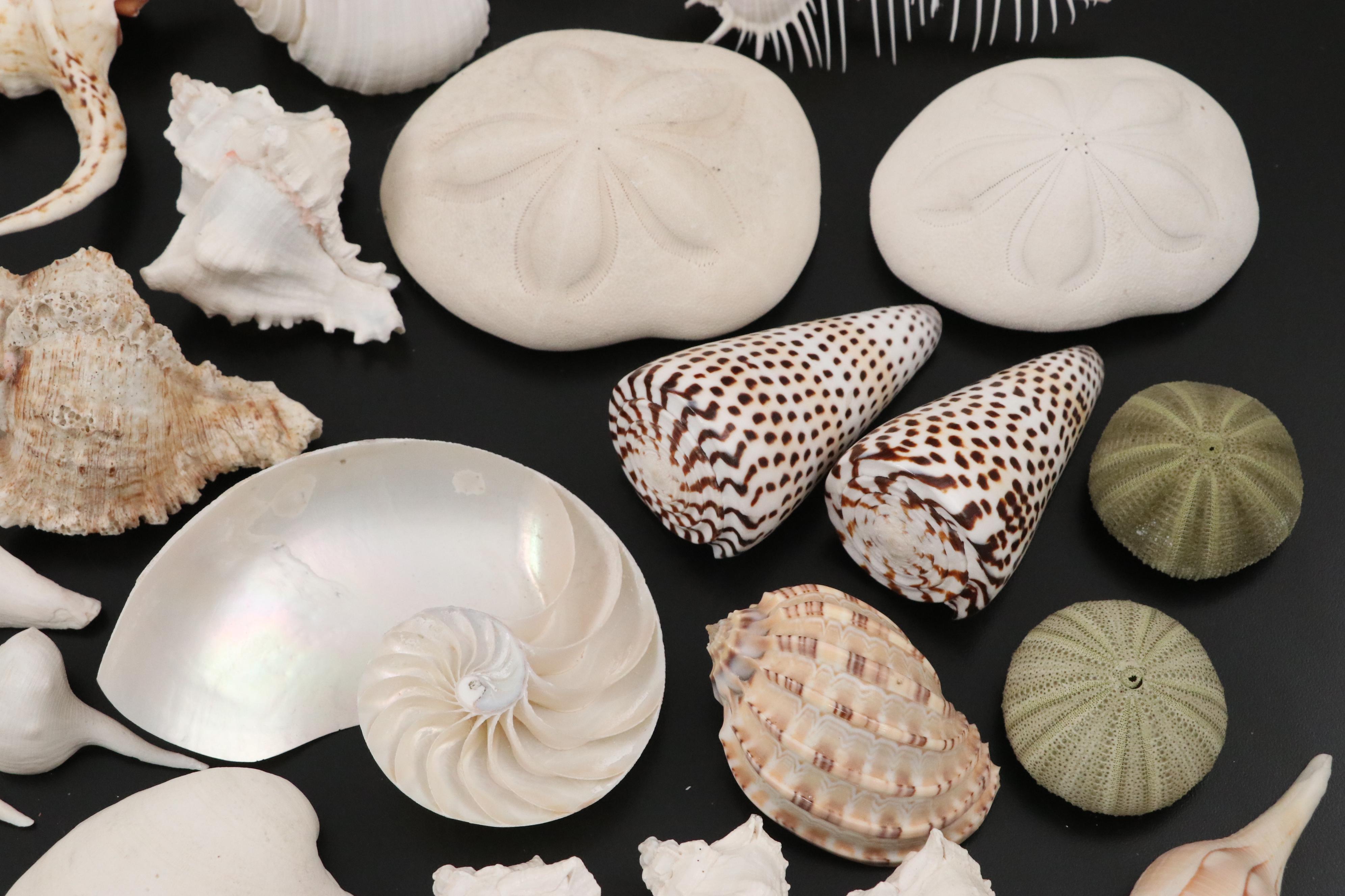 Nautilus, Venus Comb Murex, Spider Conch, Urchin, Sand Dollars, and ...