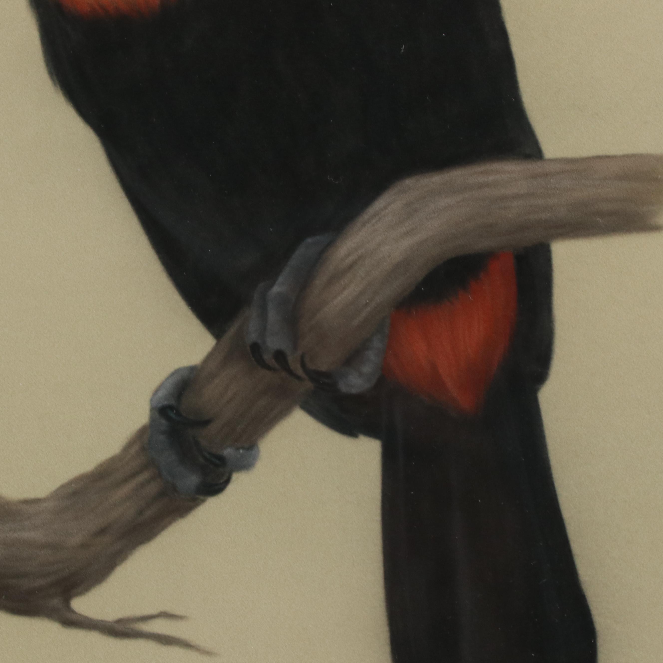 Harold Rigsby Chalk Pastel Drawing of Toucan | Everything But The House