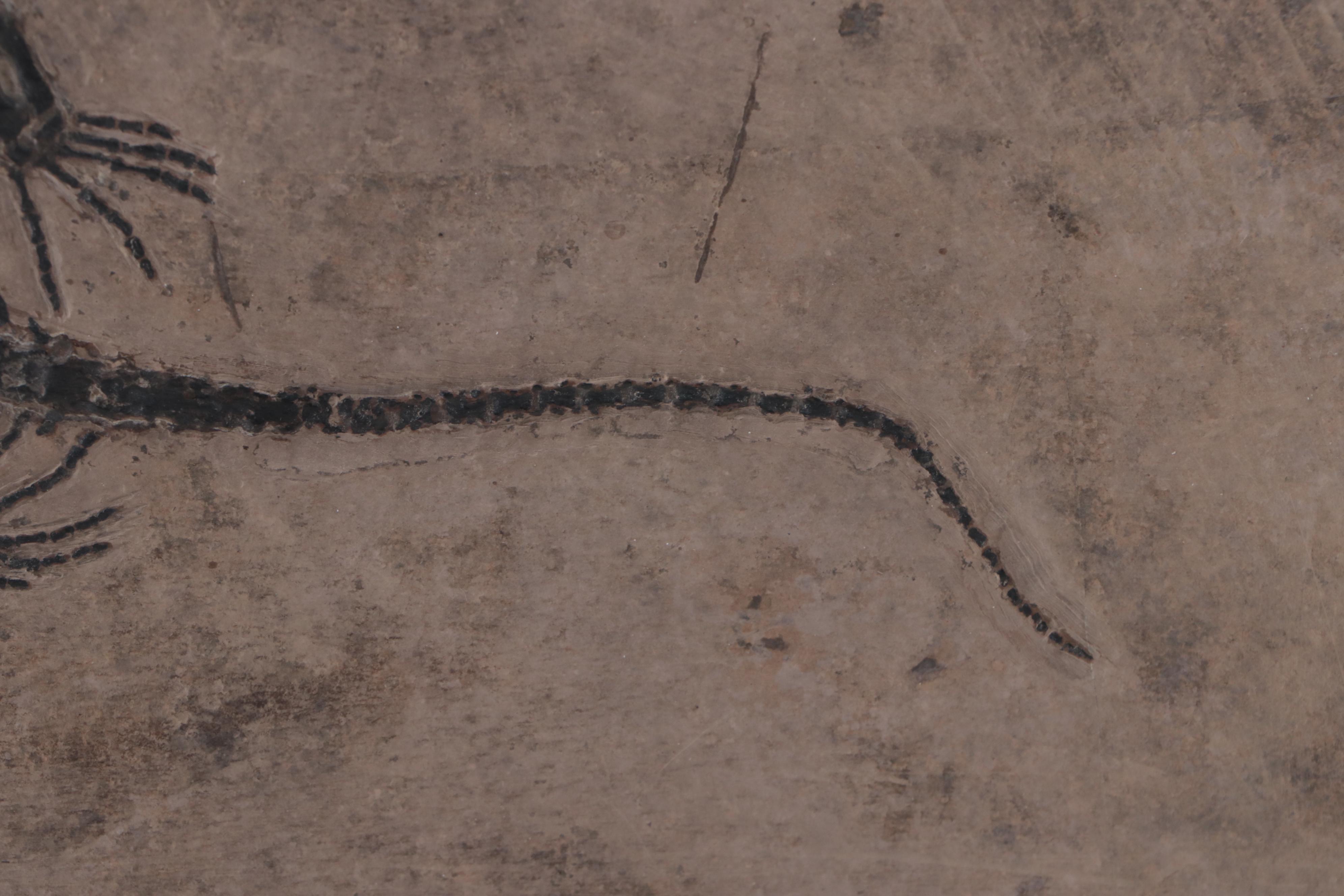 Chinese "Keichousaurus Hui" Fossil Specimen, Triassic Period ...