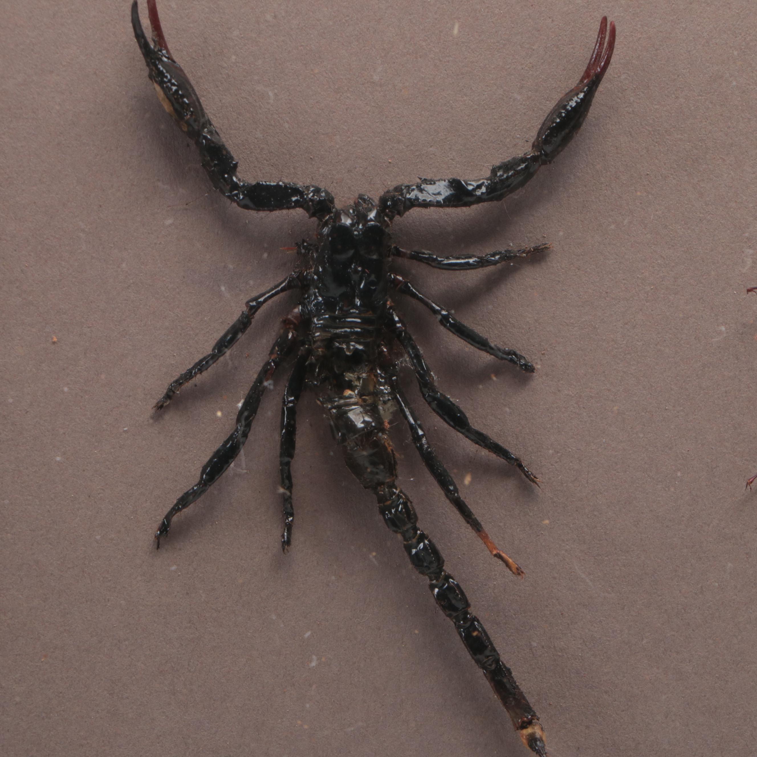 Shadowbox with Scorpion, Cicadas, Stick Insect and More Arthropods ...