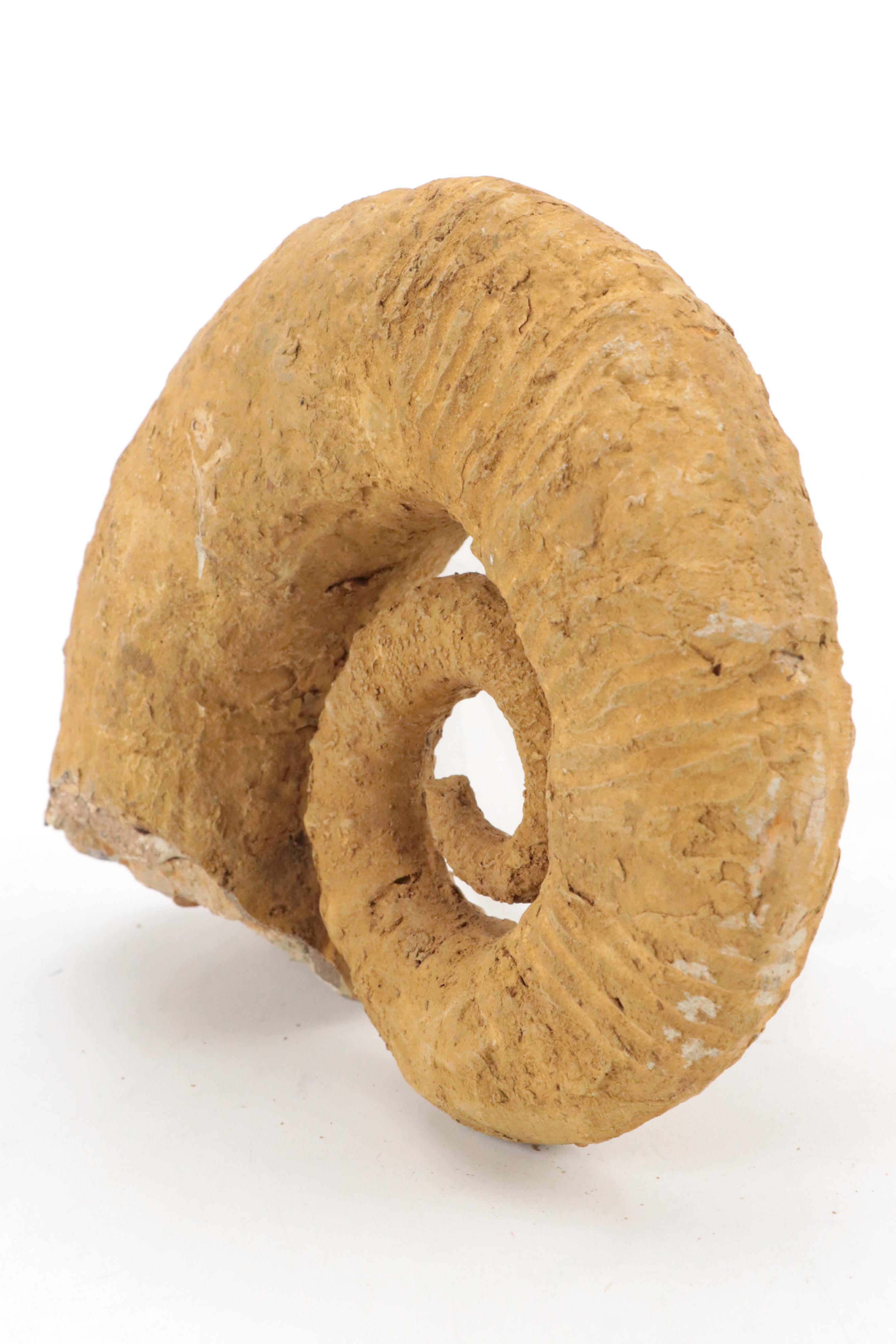 Composite Heteromorph Ammonite Style Fossil Reproduction | Everything ...