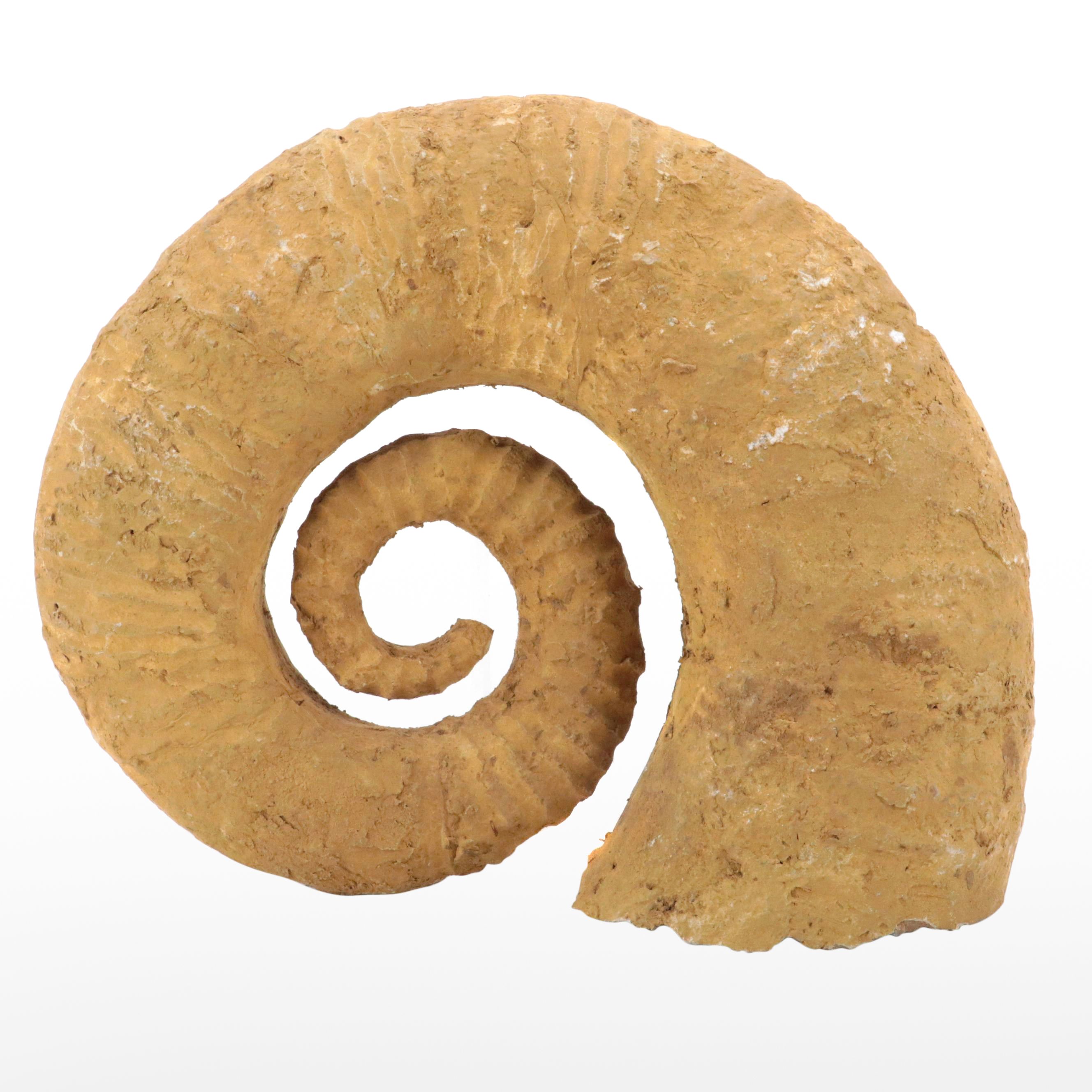 Composite Heteromorph Ammonite Style Fossil Reproduction | Everything ...