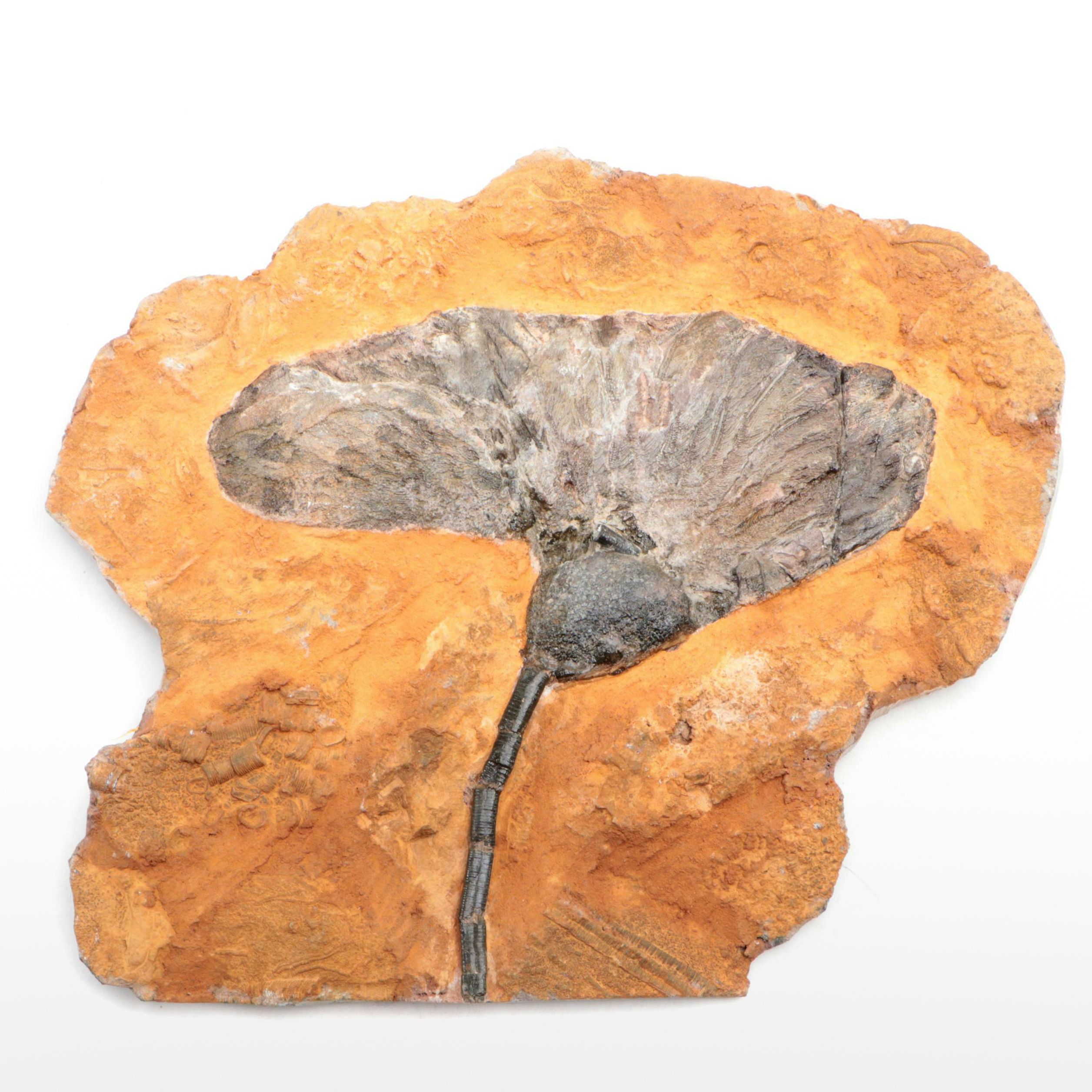 Large Crinoid Fossil Specimen in Matrix | EBTH