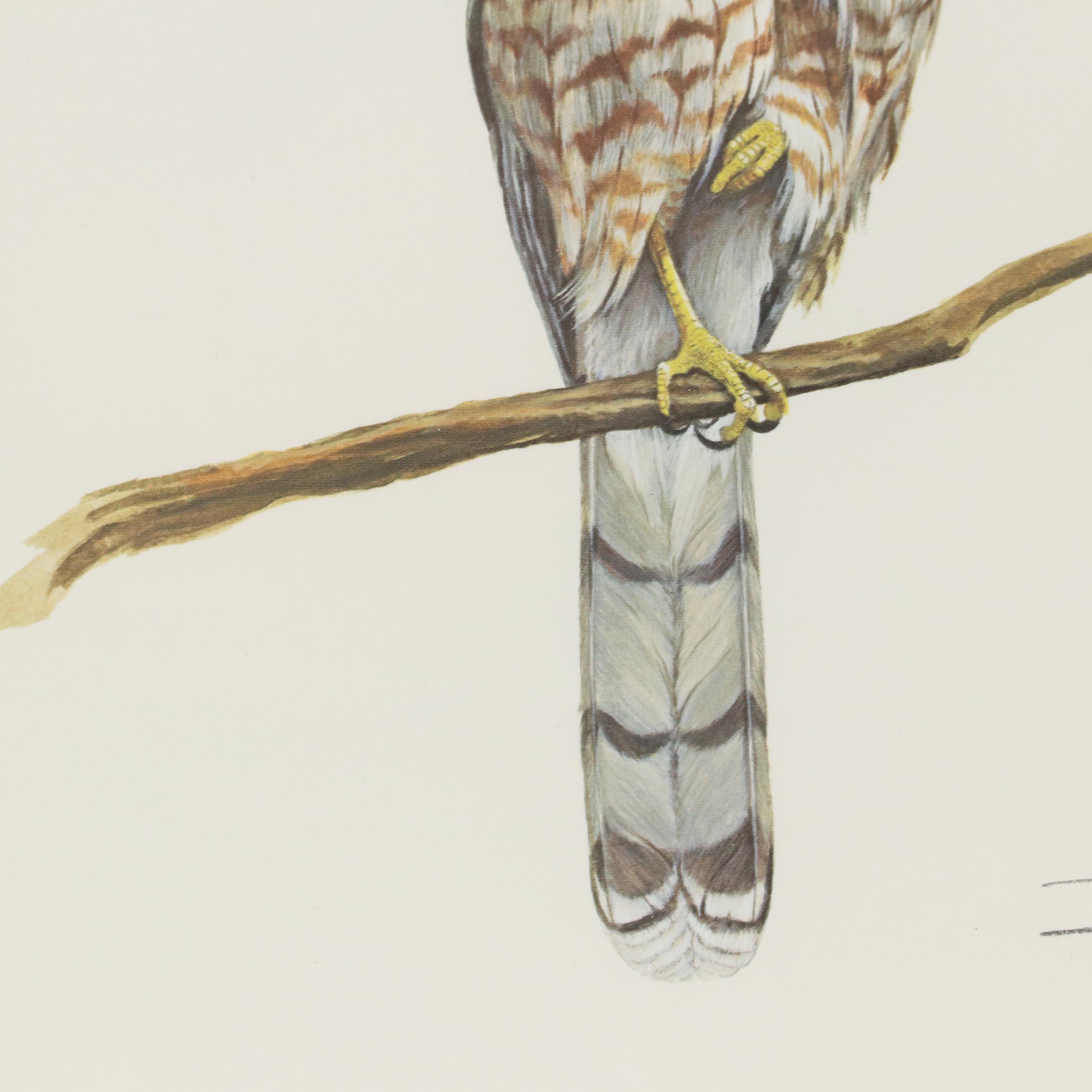 Ray Harm Offset Lithograph "Cooper's Hawk," 1981 | Everything But The House