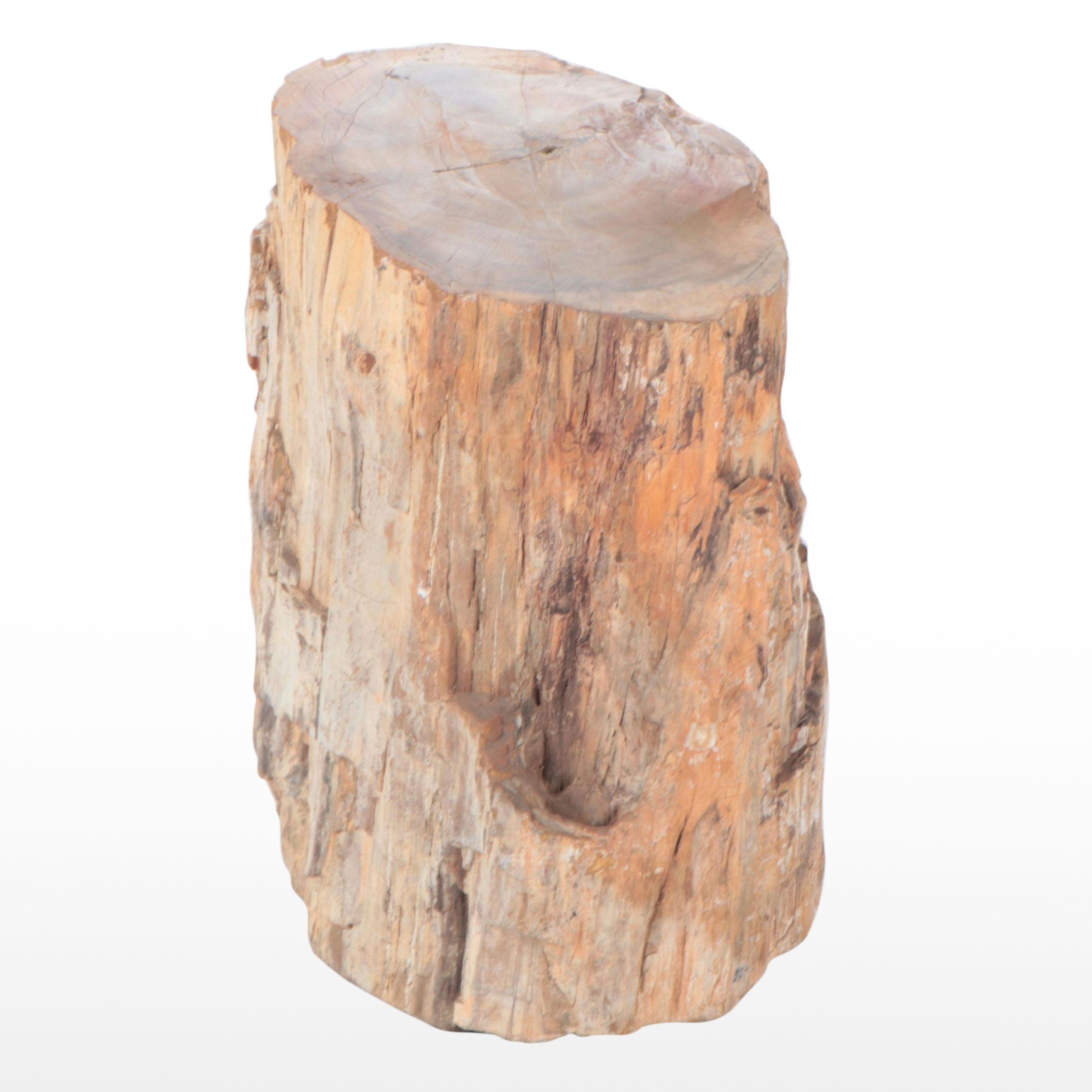 Large Petrified Wood Specimen | Everything But The House