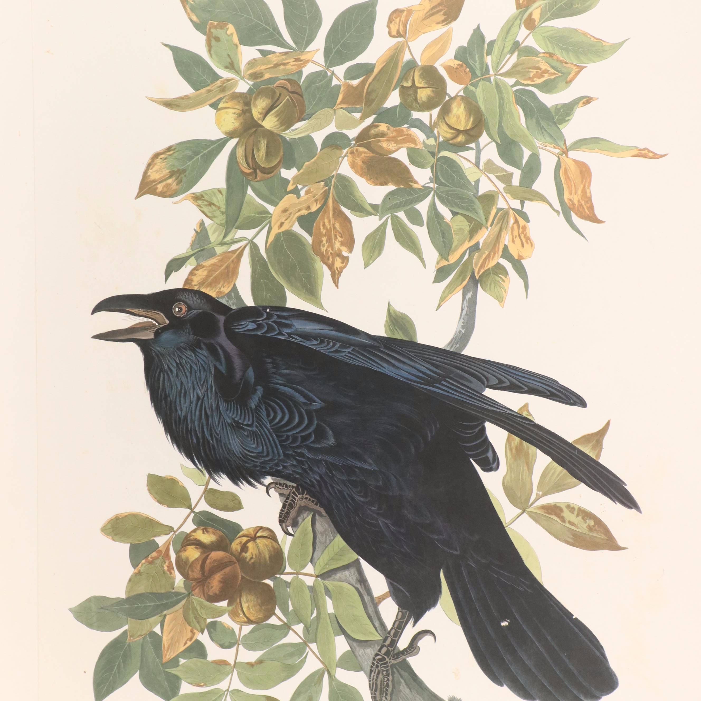 Offset Lithograph After John James Audubon "Raven" | Everything But The ...