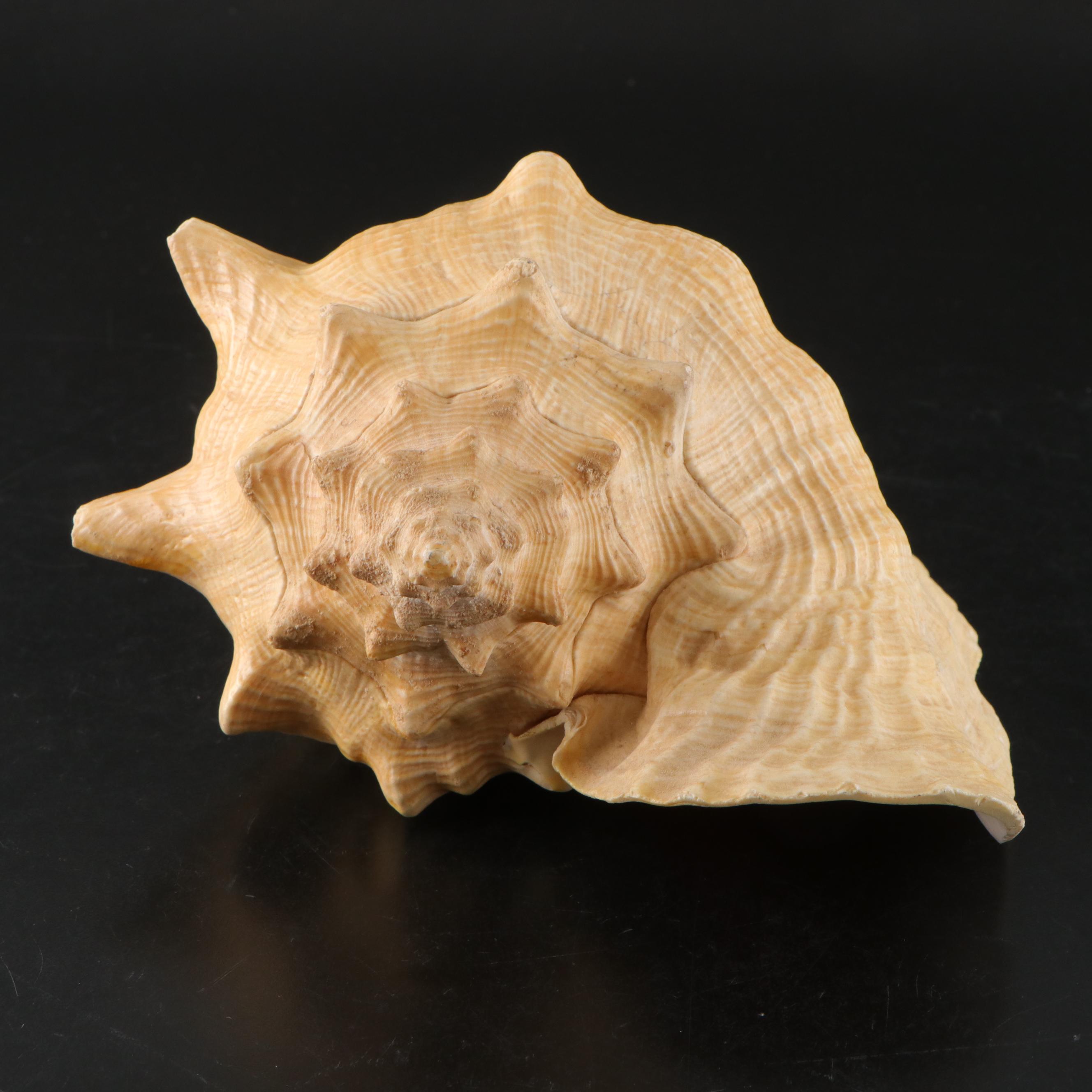 Pair of Queen Conch Shells | Everything But The House