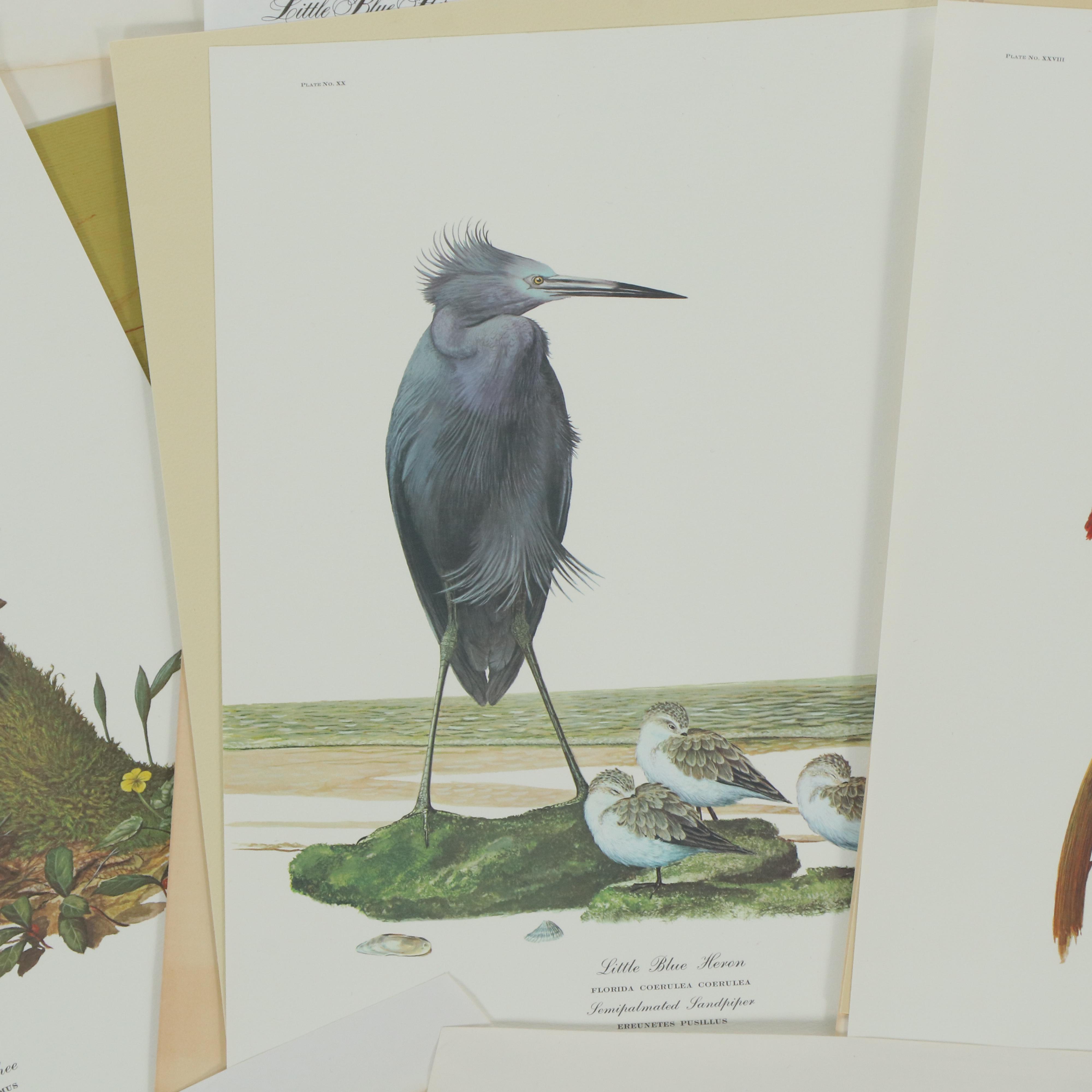 Ray Harm Offset Lithographs Including "Rufous-Sided Towhee ...