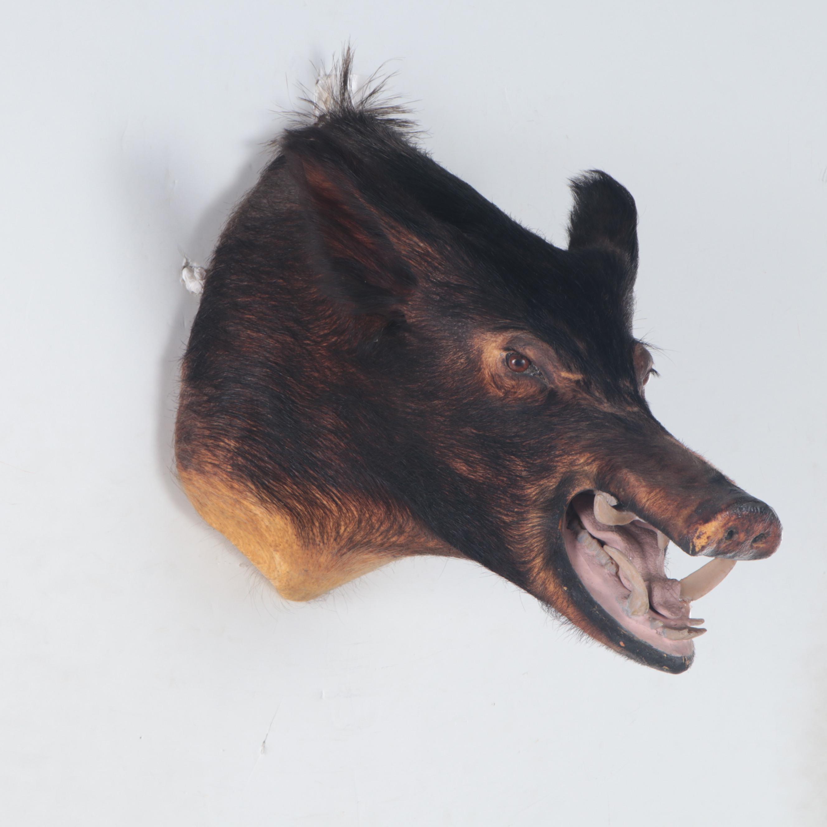 Taxidermy Wild Boar Head Mount | Everything But The House