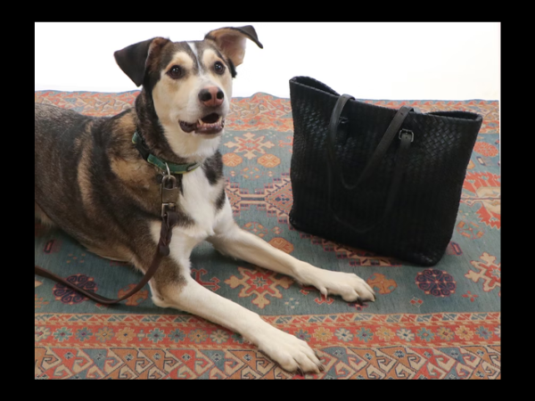 EBTH Celebrates the Dog (& Cat) Days of Late Summer and the SAAP ...