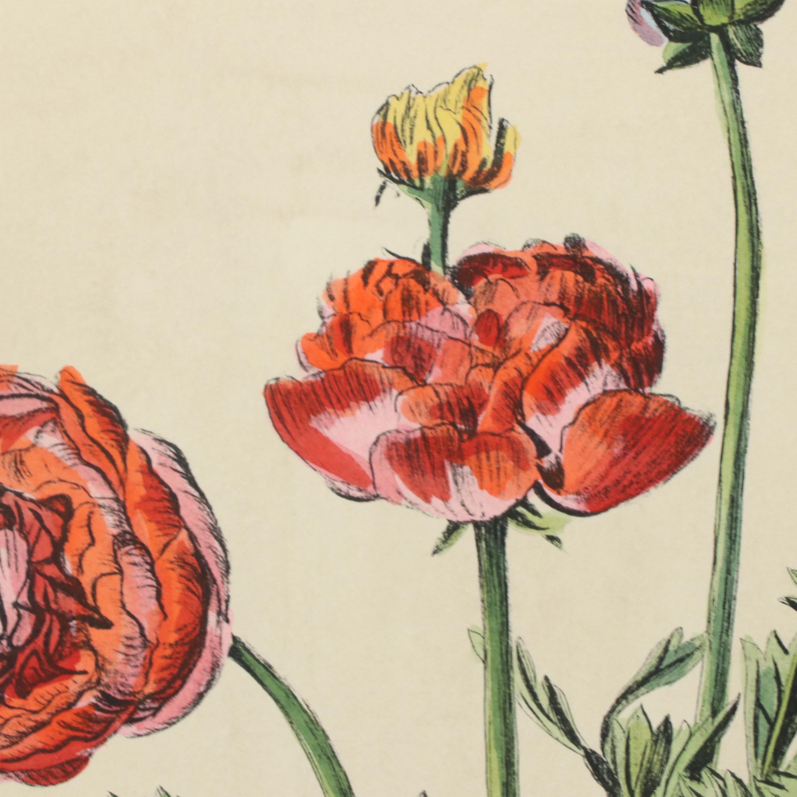 Botanical Hand-Colored Lithographs Including "Aurora" | Everything But ...