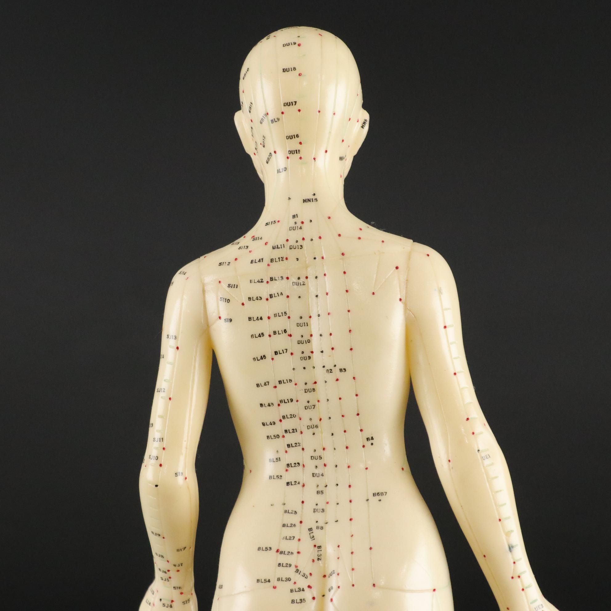 Medical Acupuncture Model with Stand | EBTH