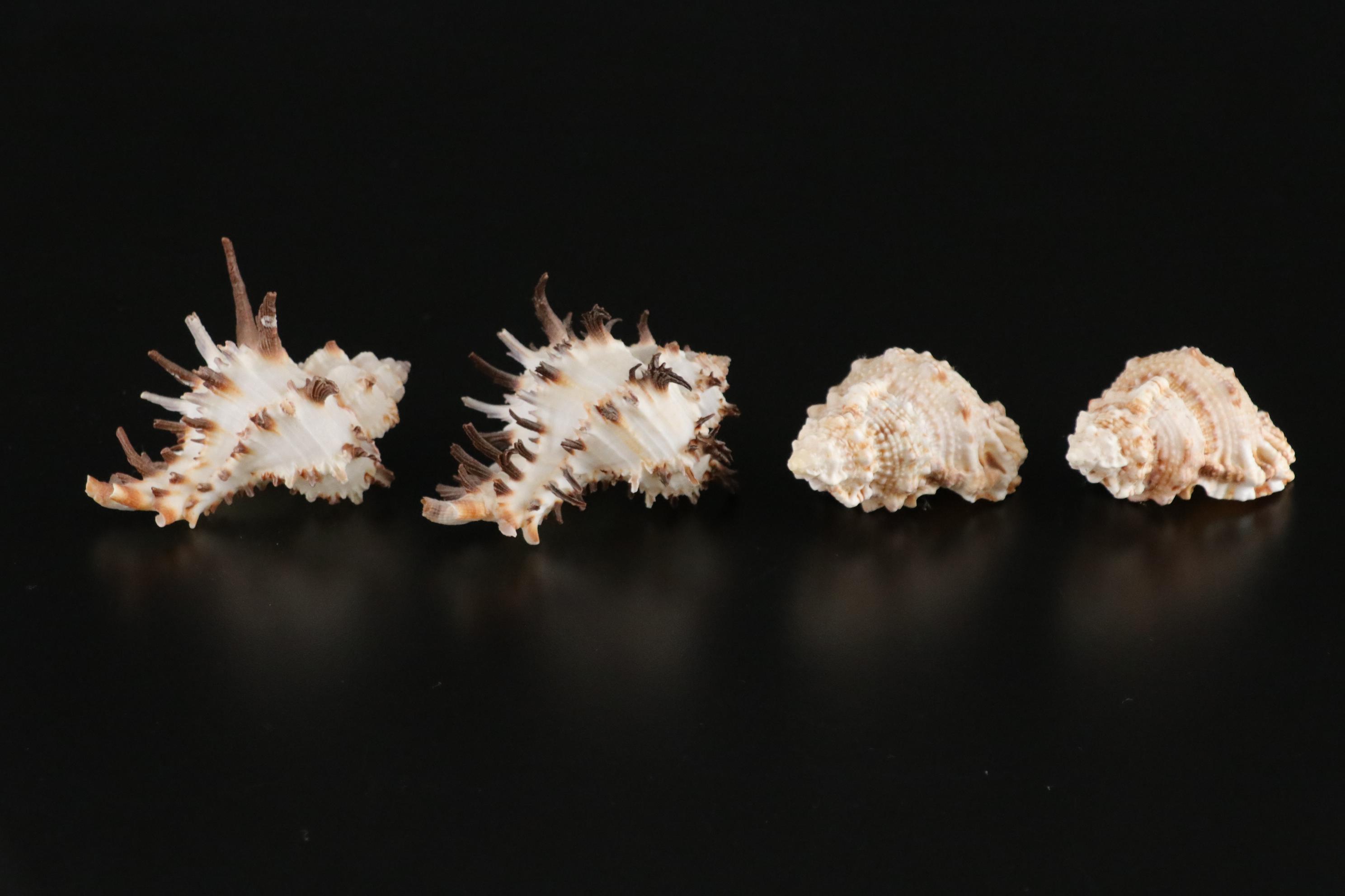 Spider, Lambis, Bursa Bobo and Other Conch Shell Specimens | EBTH