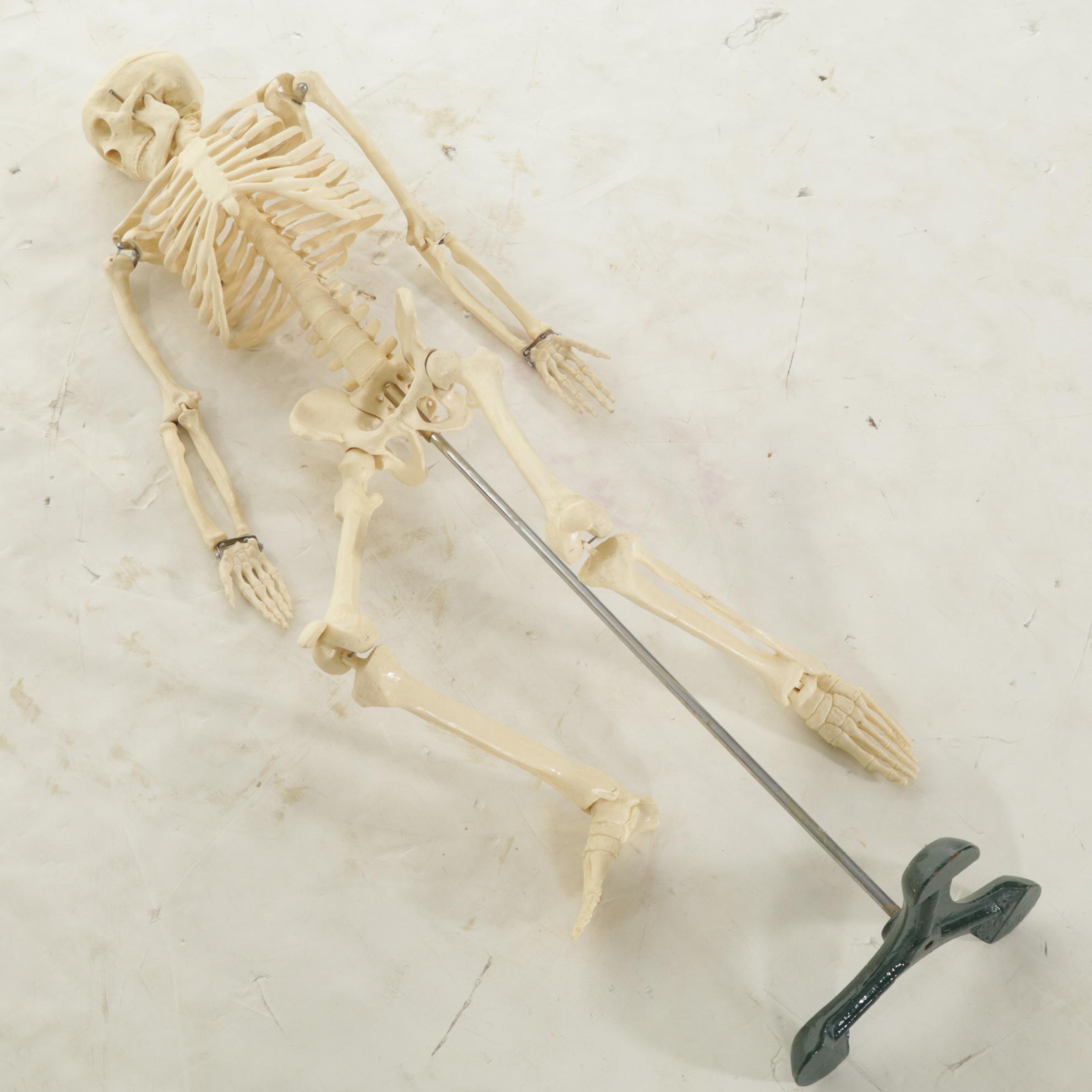 Articulated Small-Scale Replica Human Skeleton on Iron Stand ...