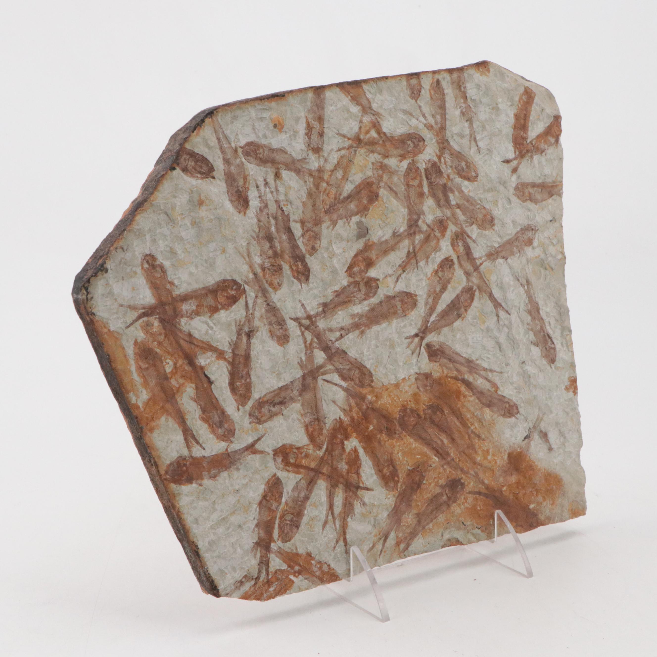 Green River Complex Bony Fish Fossils in Slab Matrix | EBTH