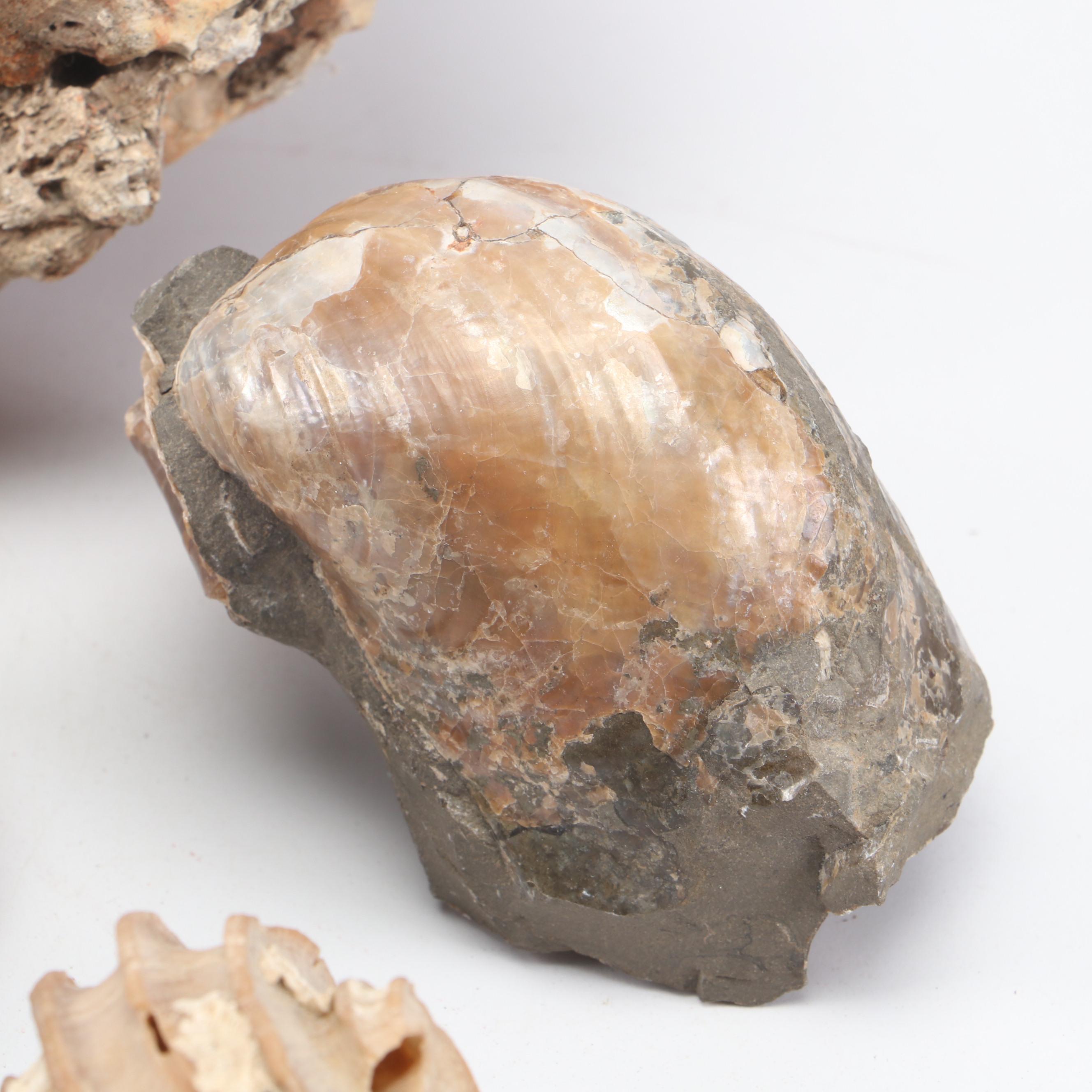 Composite Horn Coral Fossil with Iridized Fossil Clams, Ammonoid ...