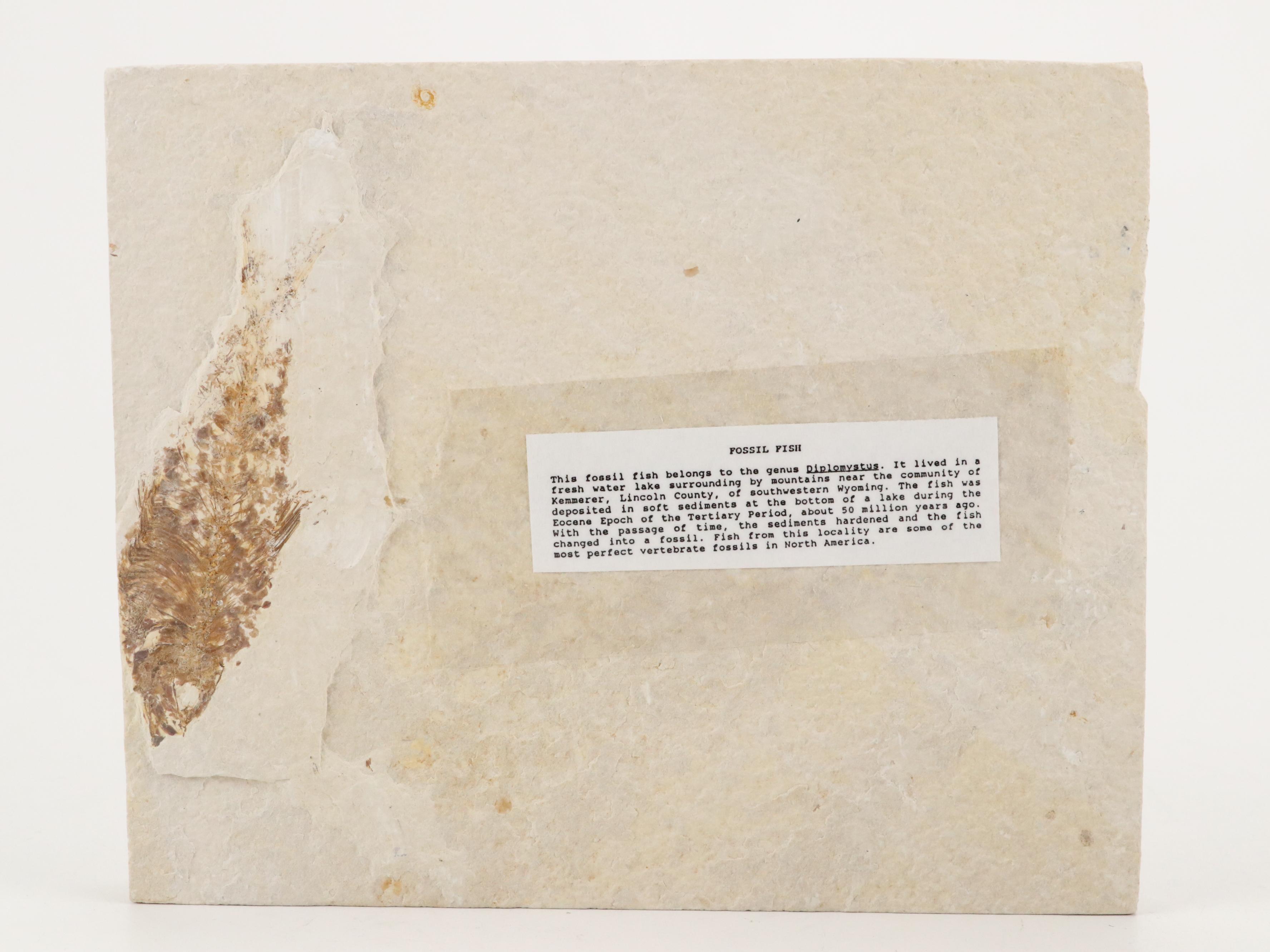 Kemmerer Region Bony Fish Fossil Specimens | EBTH