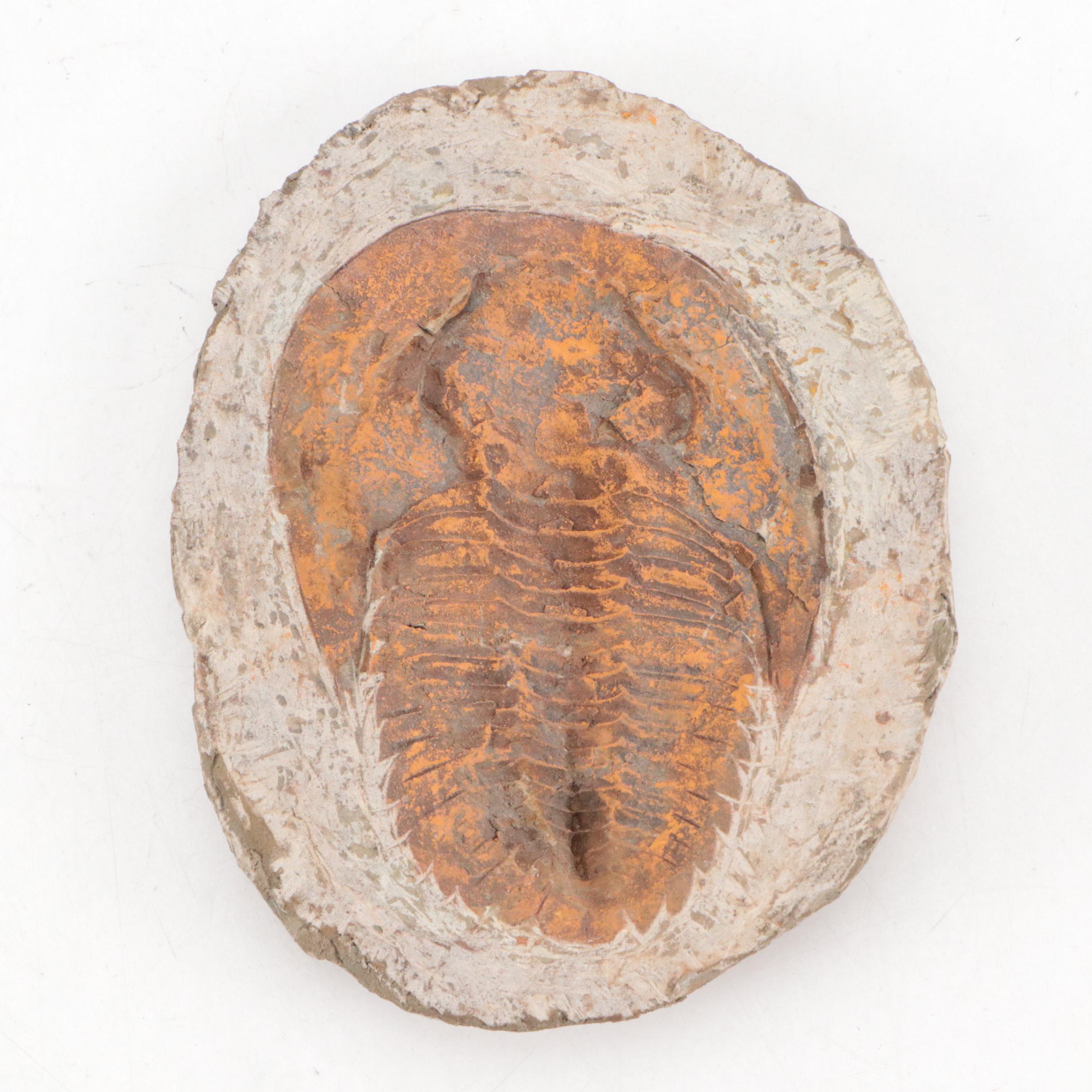 Fossil Trilobite Specimen Halves | EBTH