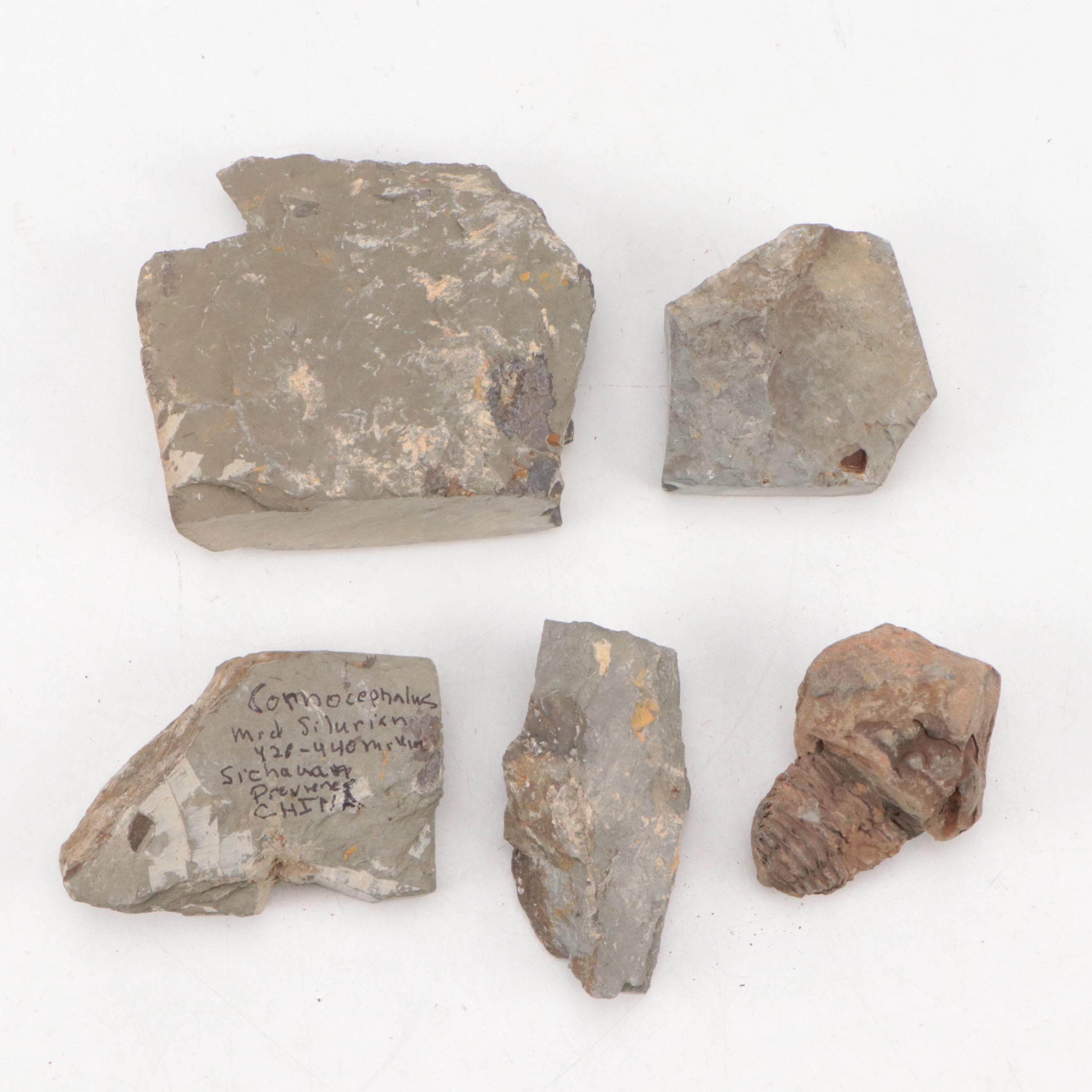 Trilobite Fossil Specimens in Matrix | EBTH