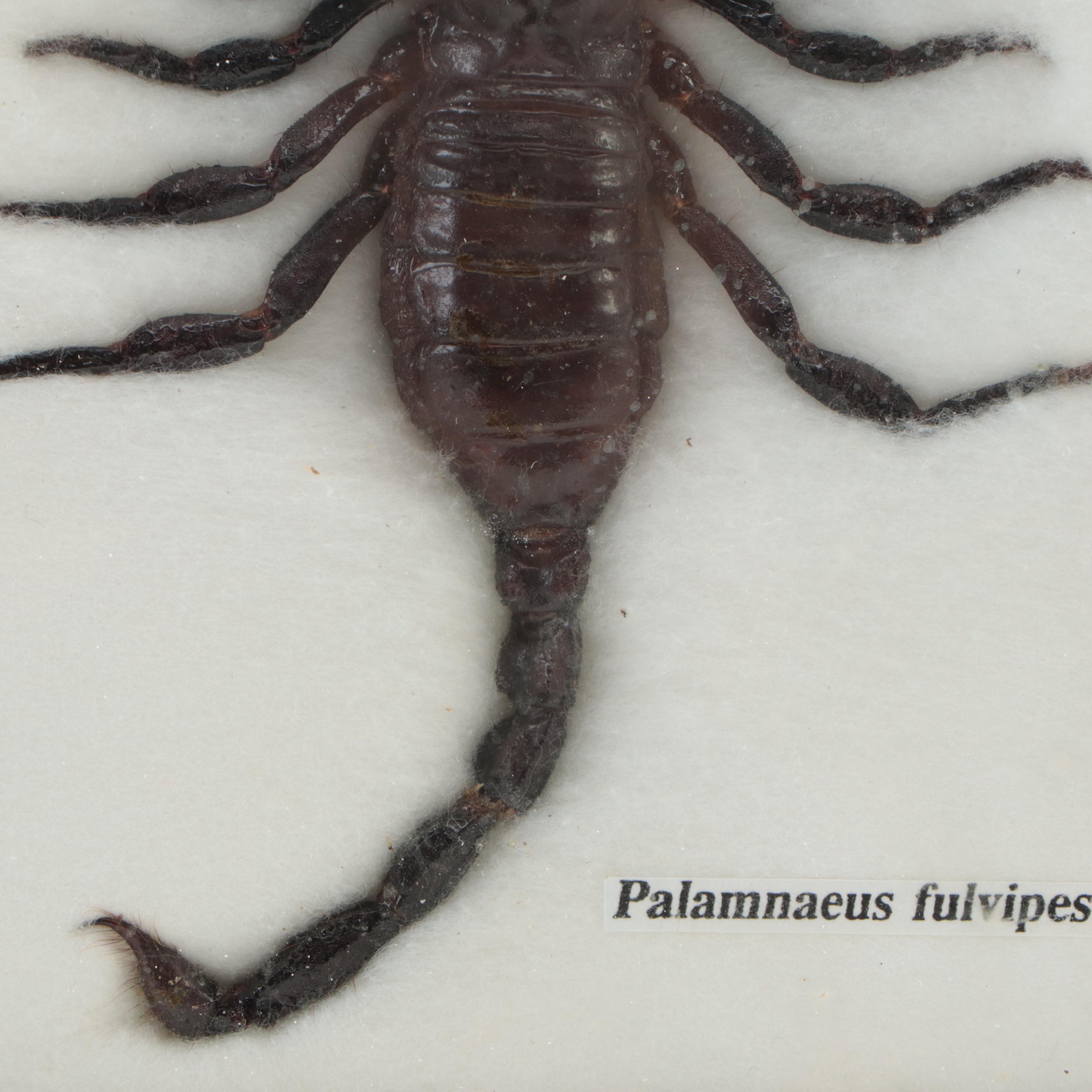 Taxidermy Giant Forest Scorpion Specimen in Frame | EBTH