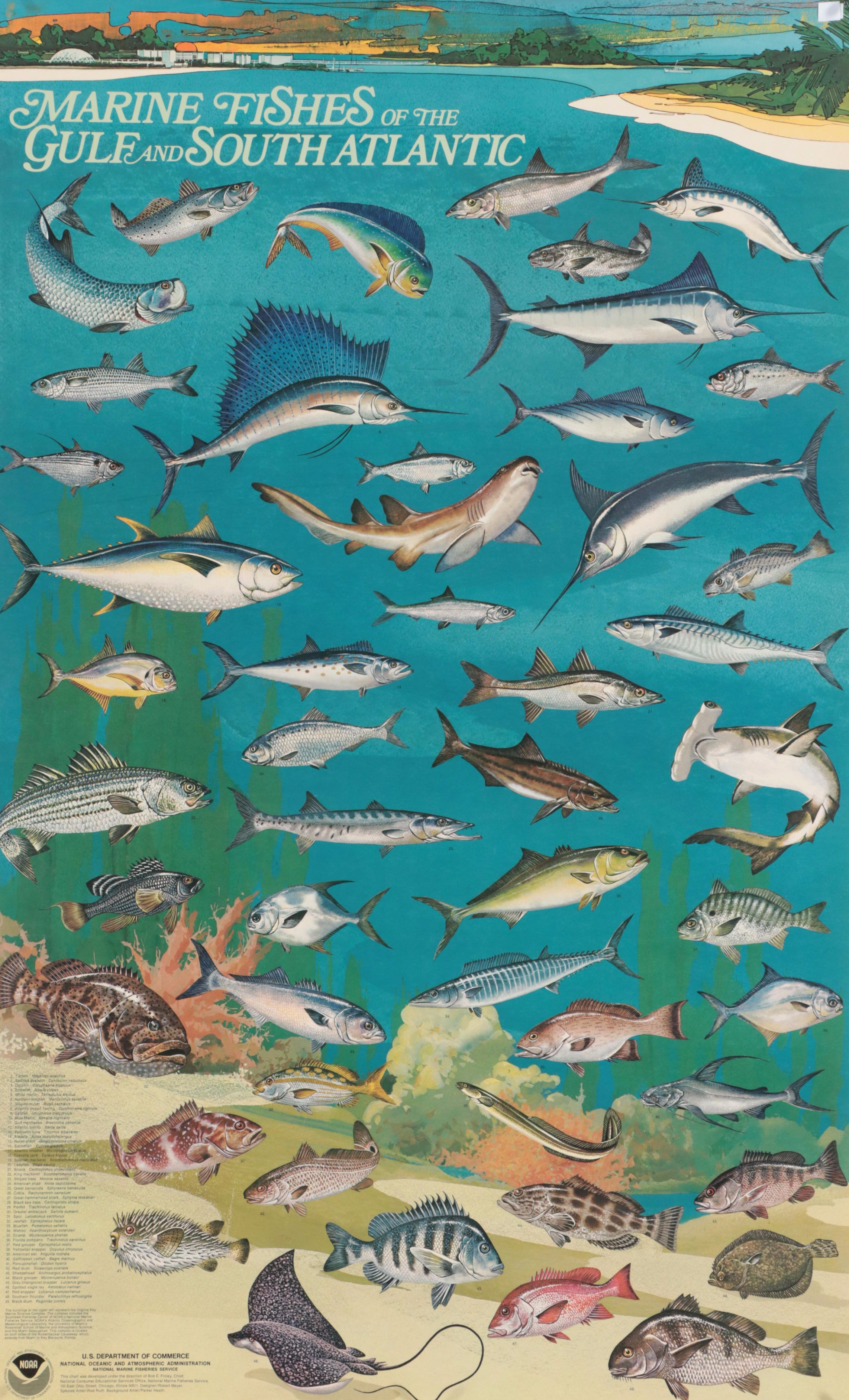 NOAA Icthyological Poster "Marine Fishes of the Gulf and South Atlantic ...