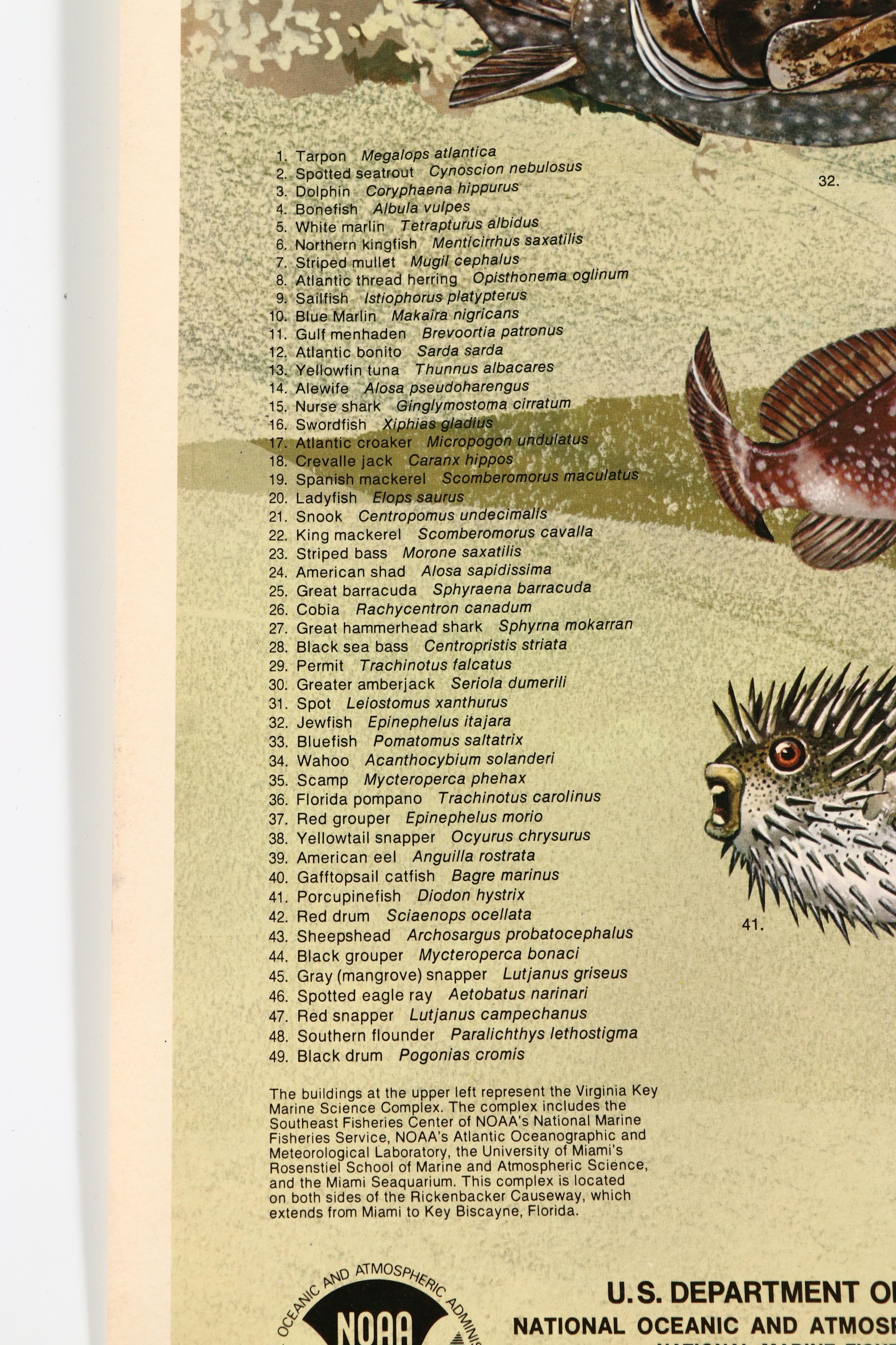 NOAA Icthyological Poster "Marine Fishes of the Gulf and South Atlantic ...
