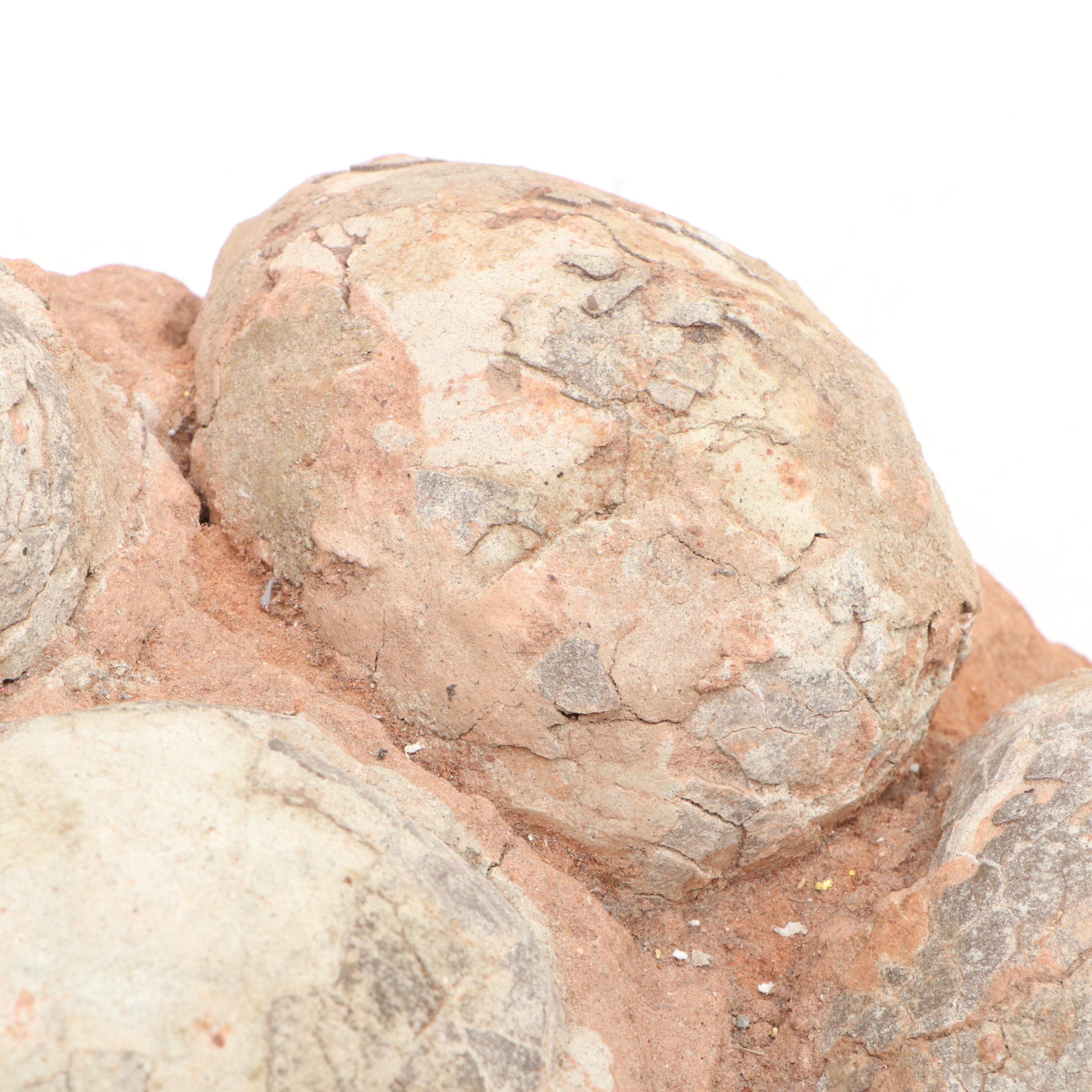 Fossilized Nest of Eight Dinosaur Eggs in Matrix | EBTH