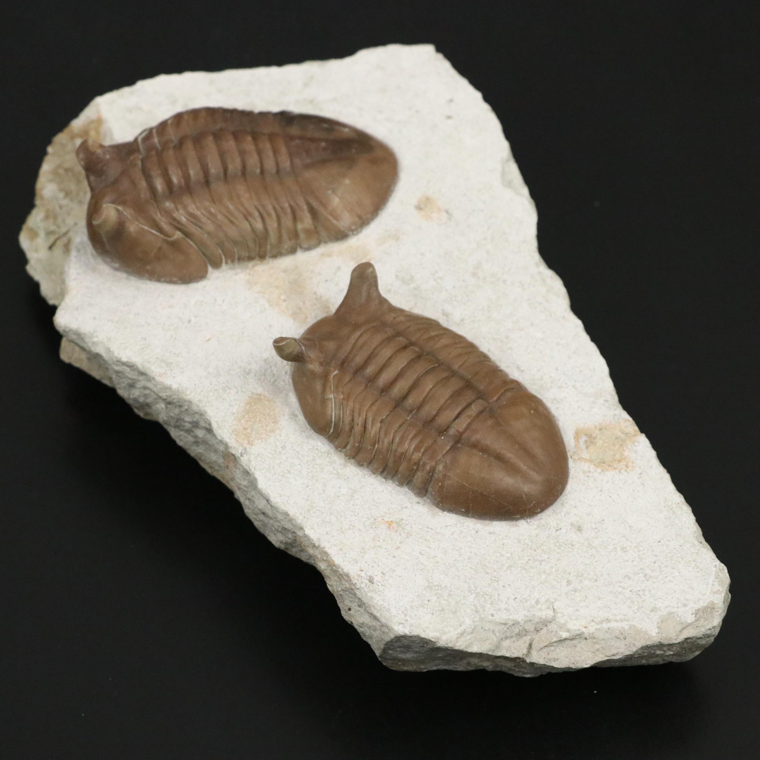 Fossil Trilobite Specimens in Matrix | EBTH