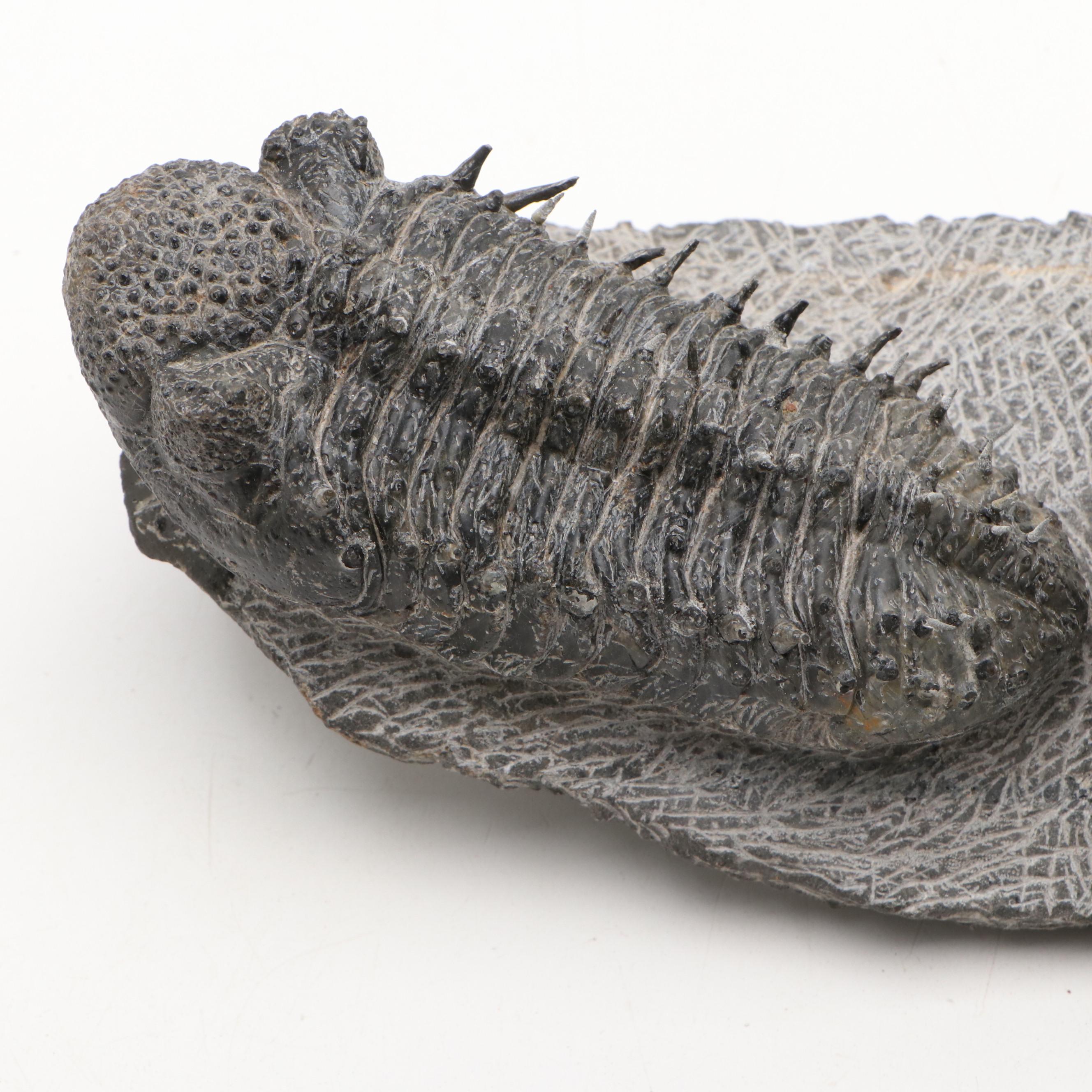 Fossil Spiny Trilobite Specimens in Matrix | EBTH