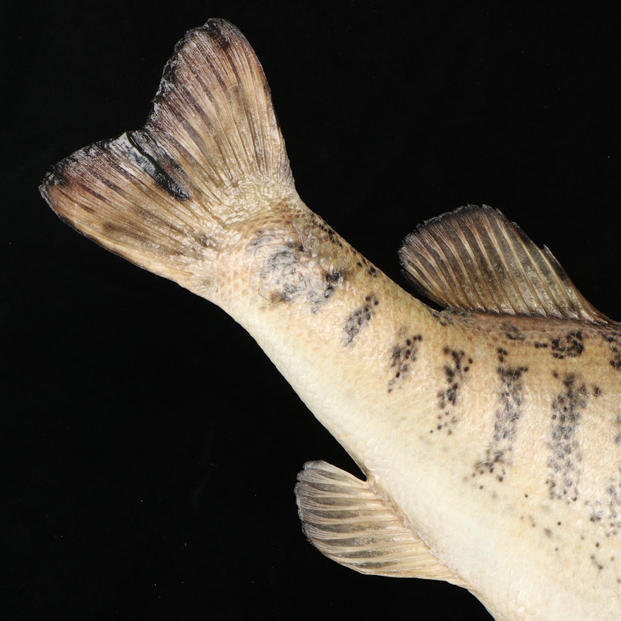 Taxidermy Guadalupe Bass Full Body Mount Ebth