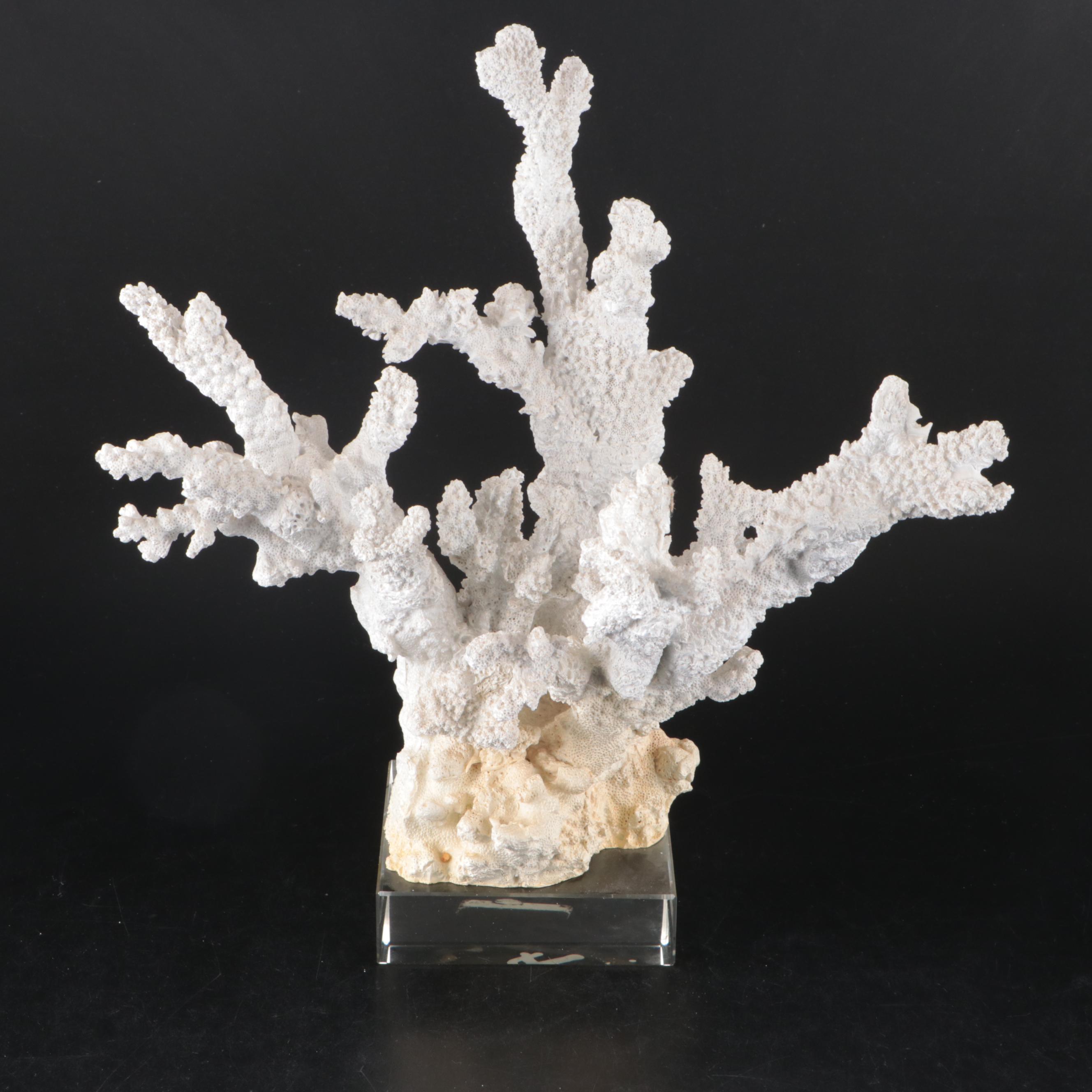 Spider & Queen Conch, Lighting Whelks, and Pink Murex Shells with More ...