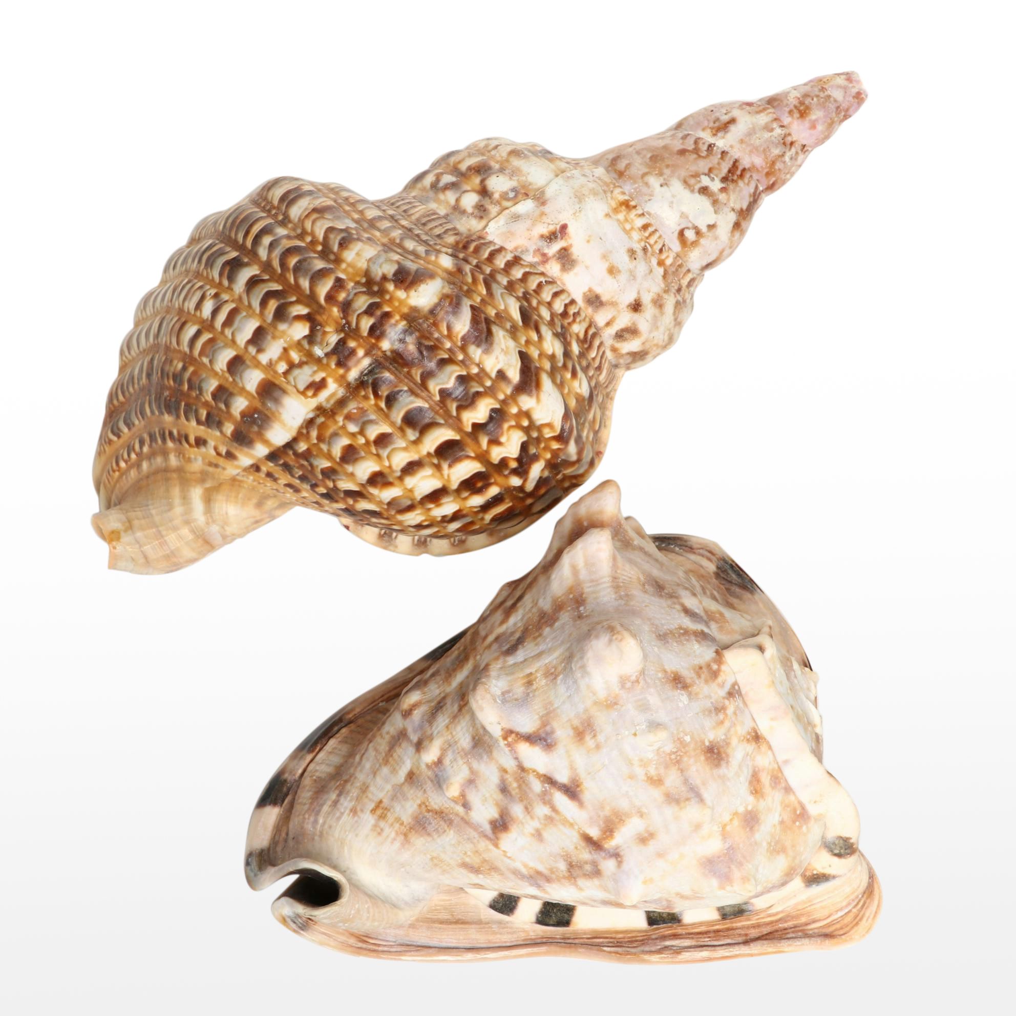 King Helmet Shell and Triton Shell | EBTH